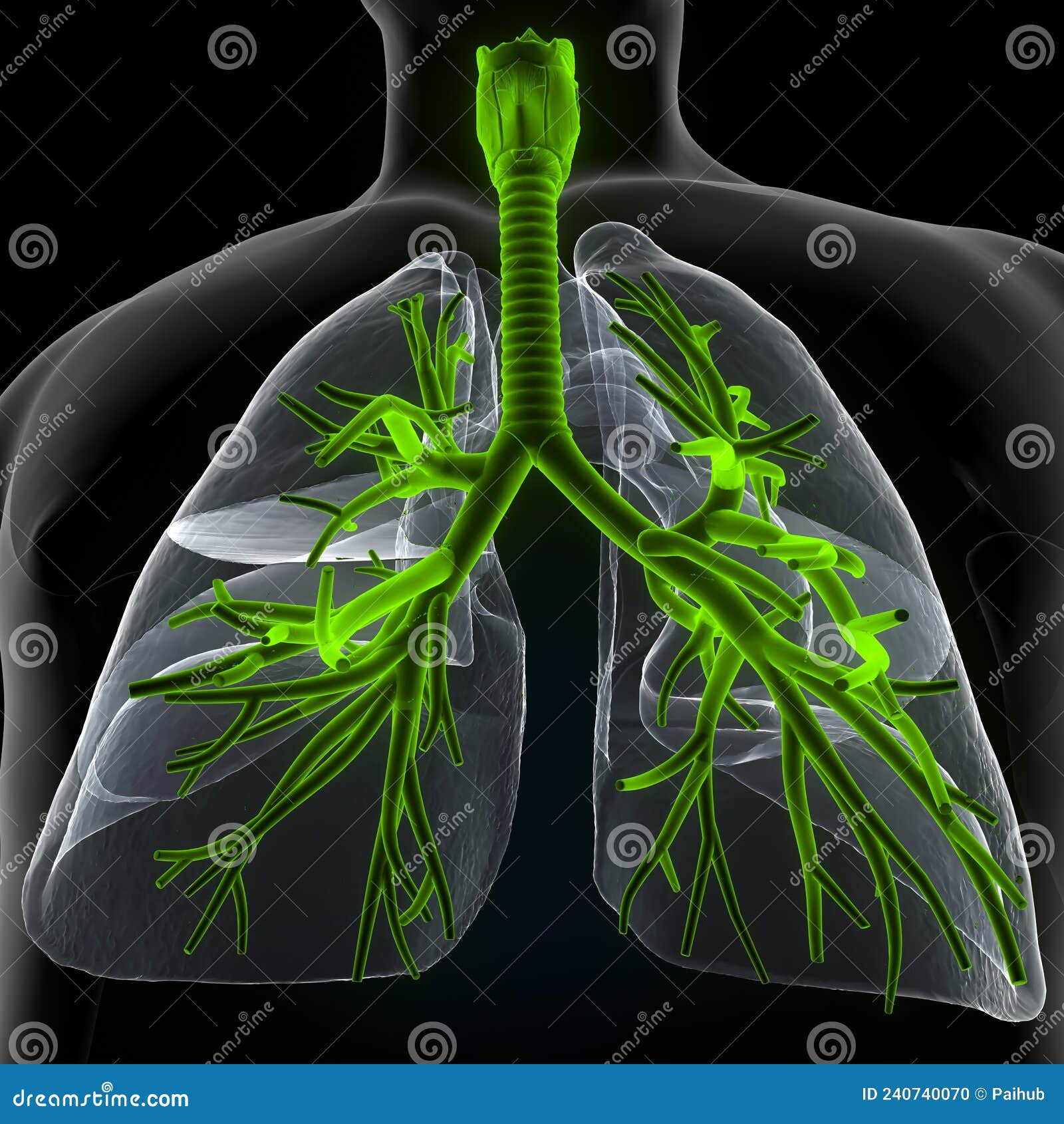 3d Illustartionm of Human Respiratory System Lungs Anatomy Stock ...