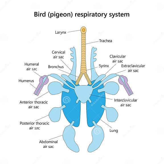 Bird (pigeon) Respiratory System in Ventral View. Vector Illustration ...