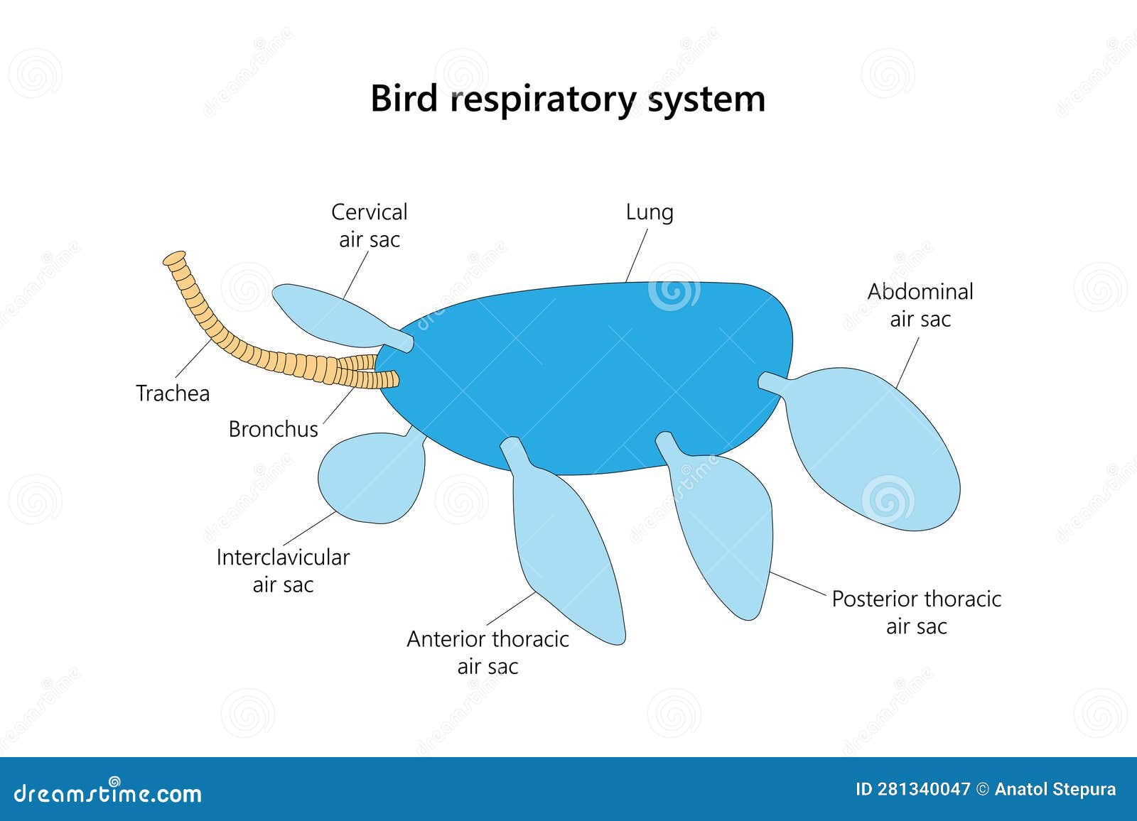 Bird Respiratory System In Lateral View. Vector Illustration ...