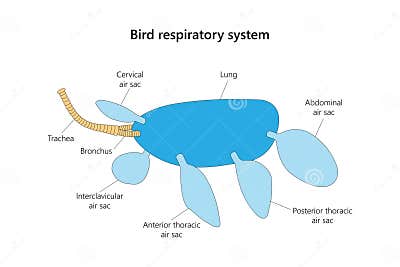 Bird Respiratory System in Lateral View. Vector Illustration. Stock ...