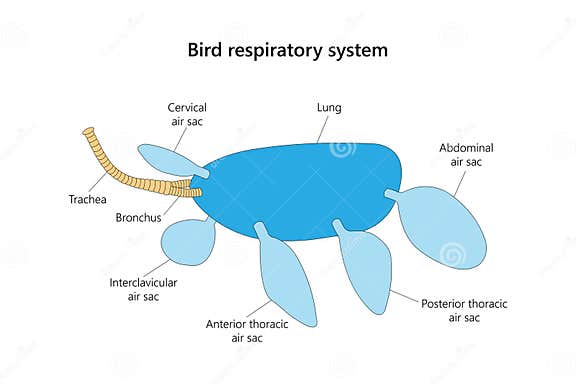 Bird Respiratory System in Lateral View. Vector Illustration. Stock ...