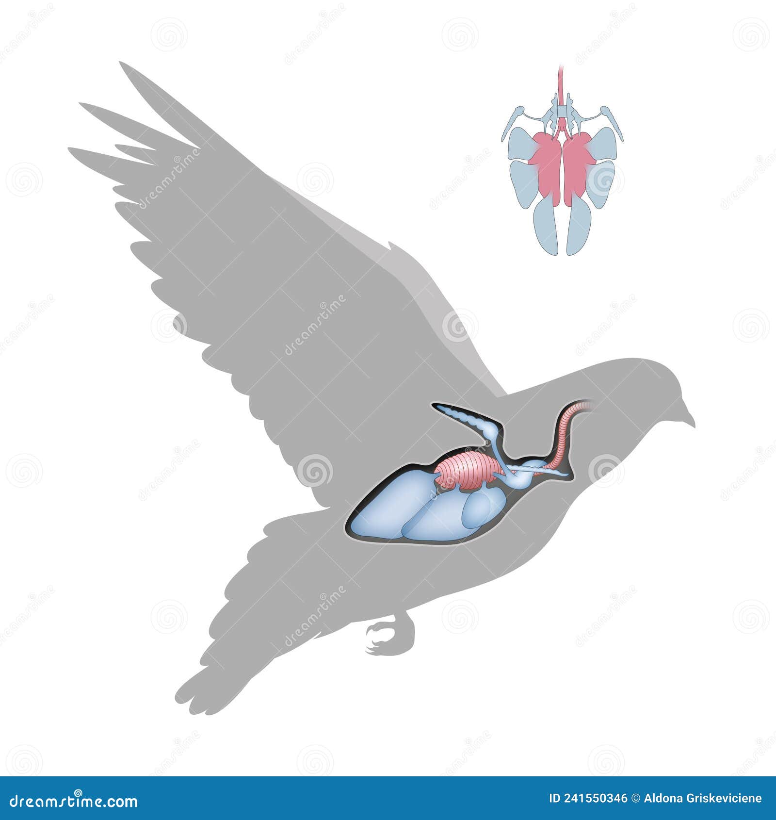 Unidirectional Flow Stock Illustrations – 5 Unidirectional Flow Stock ...