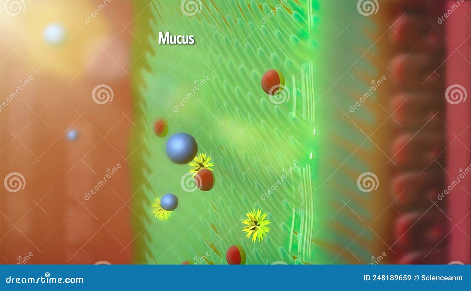 The Respiratory System Captures and Removes Bacteria Stock Illustration ...