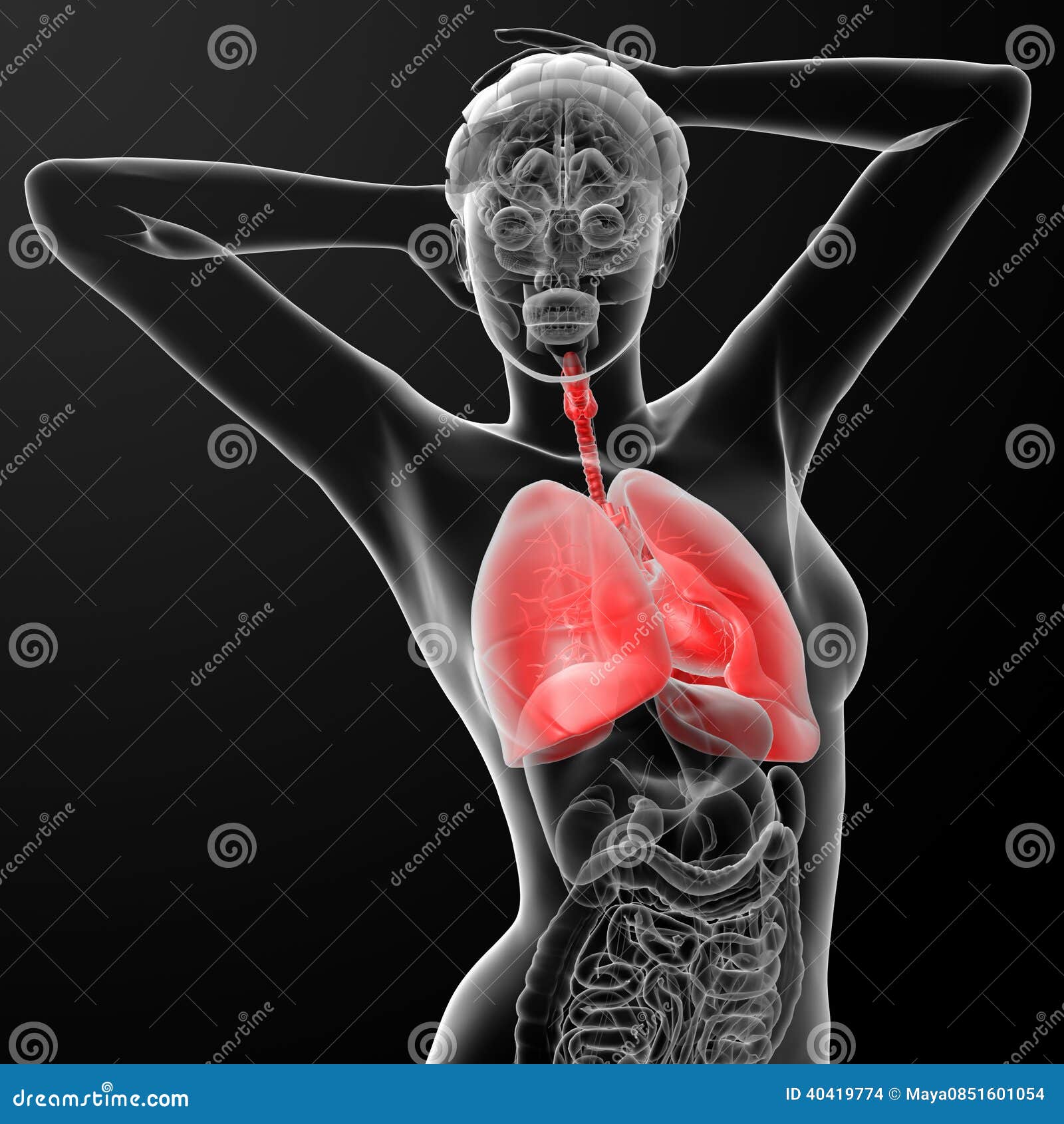 Female Respiratory Anatomy Anterior View Stock Photo | CartoonDealer ...
