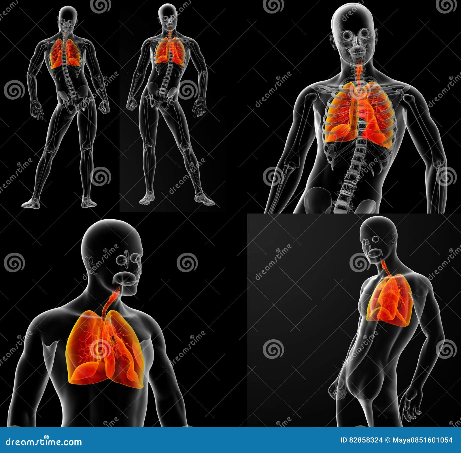 Respiratory system stock illustration. Illustration of system - 82858324