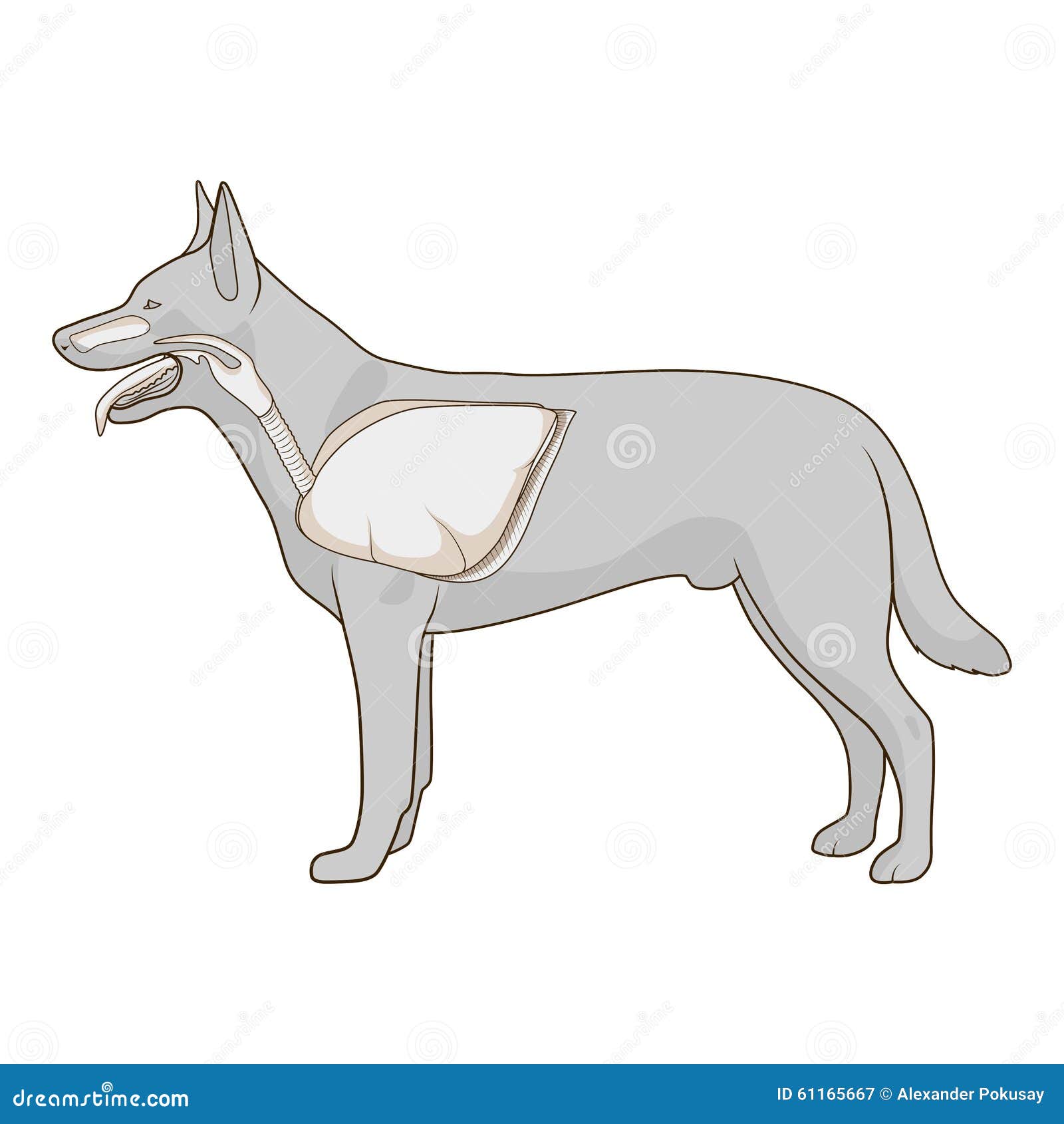 Respiratory System of the Dog Vector Illustration Stock Vector ...