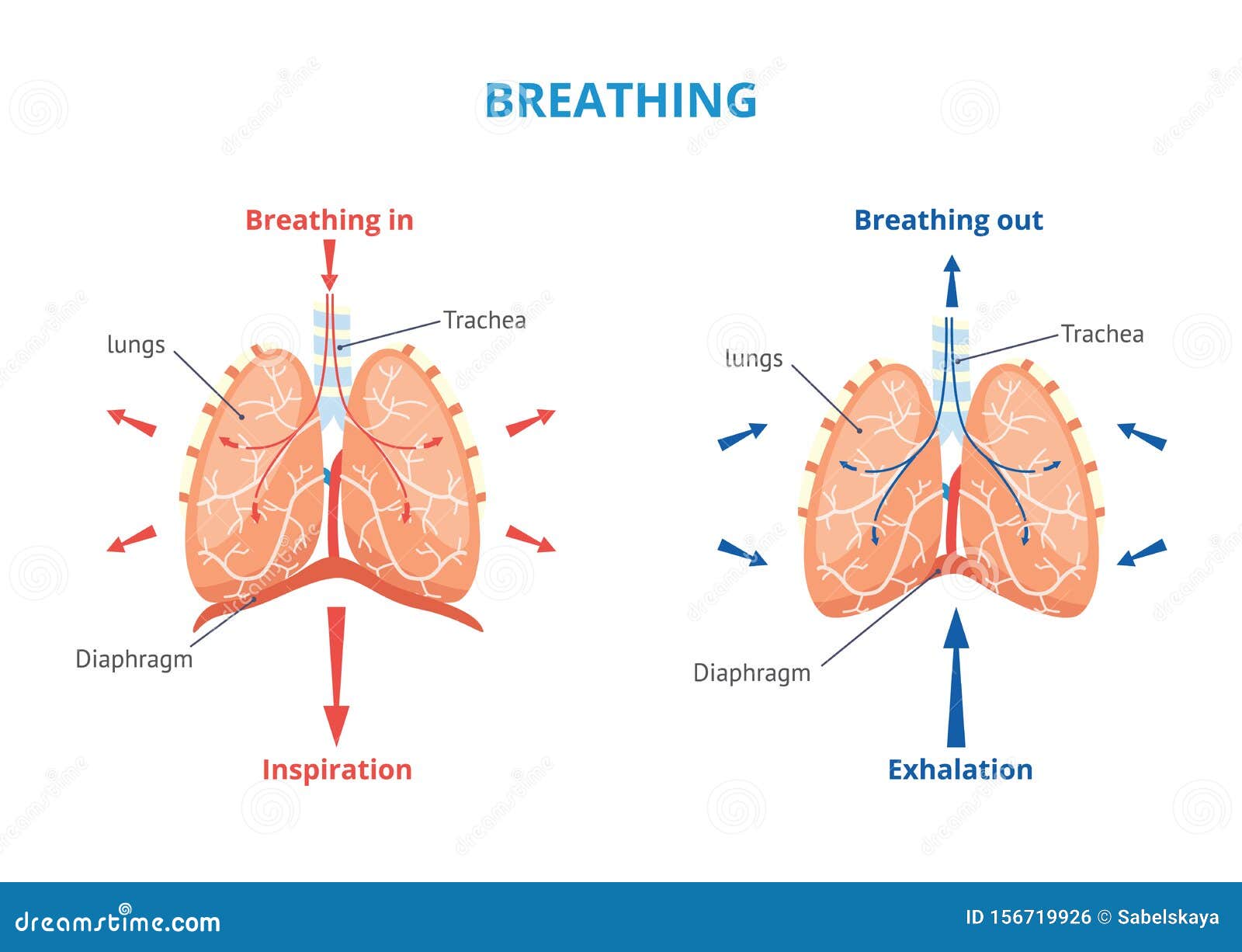 Respiratory System of Human the Breathing Airway Vector Medical ... Respiratory System of Human the Breathing Airway Vector Medical ...