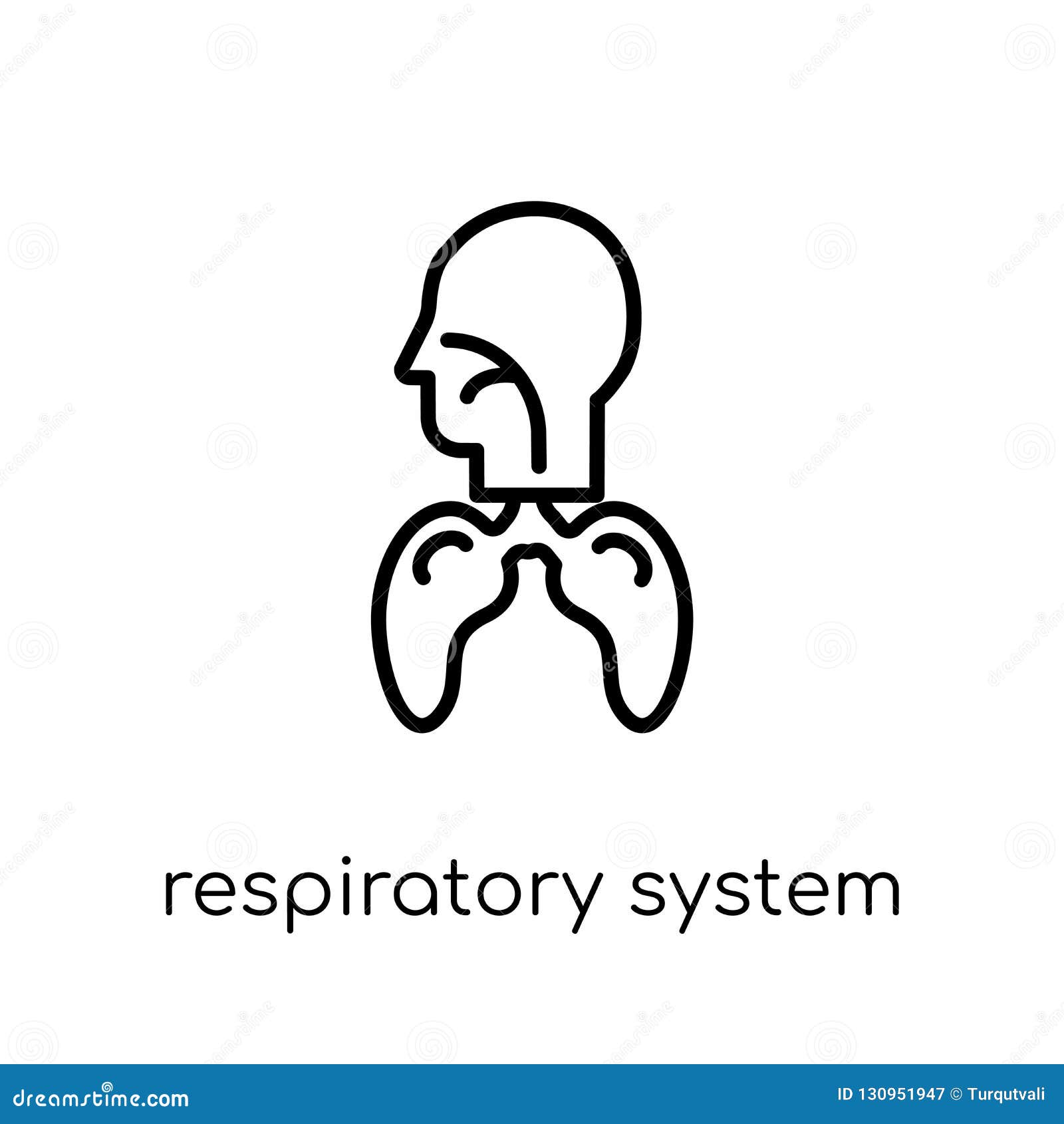 Bronchus Linear Icon Concept. Bronchus Line Vector Sign, Symbol ...