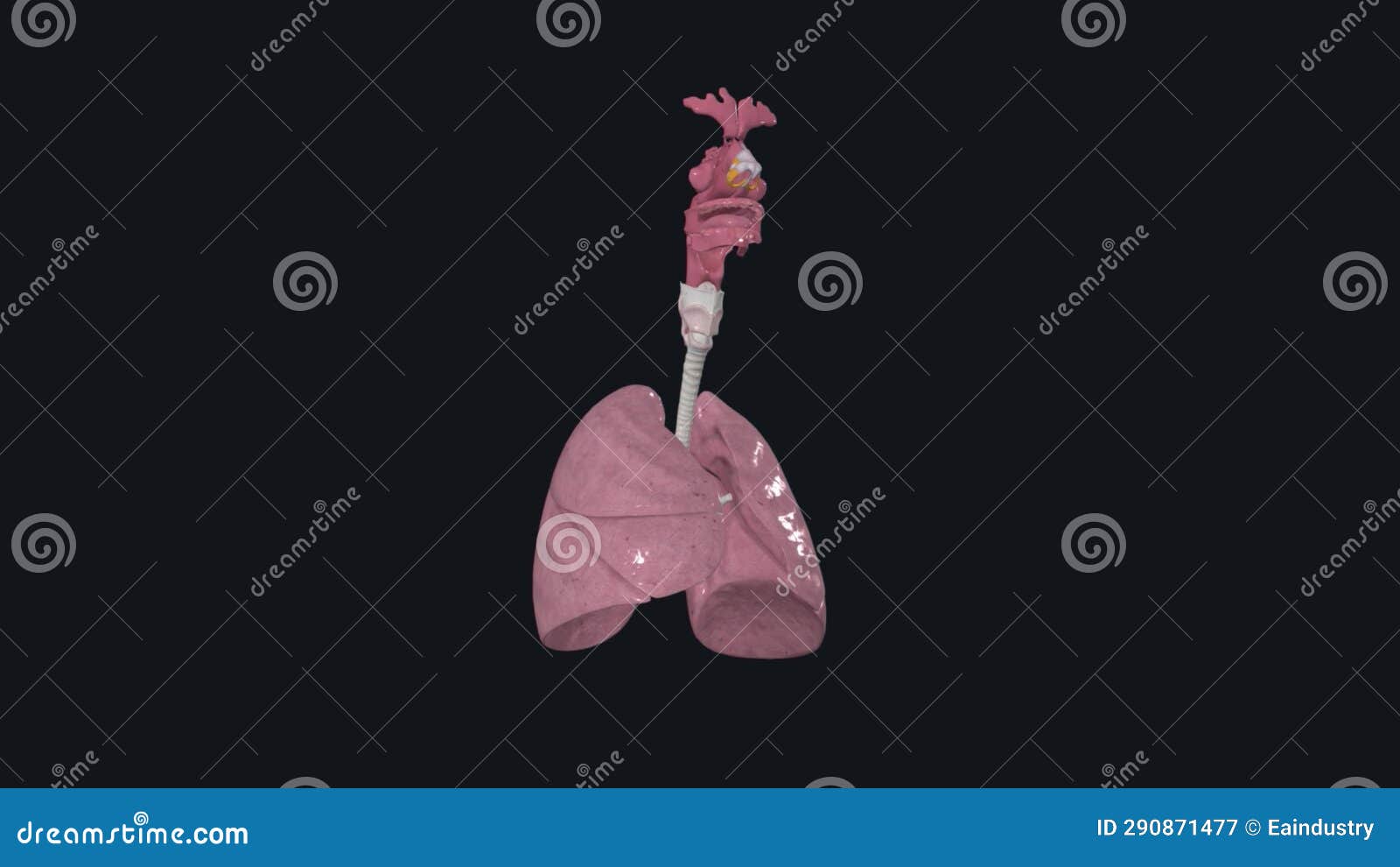The Respiratory System Includes the Nose, Mouth, Throat, Voice Box ...