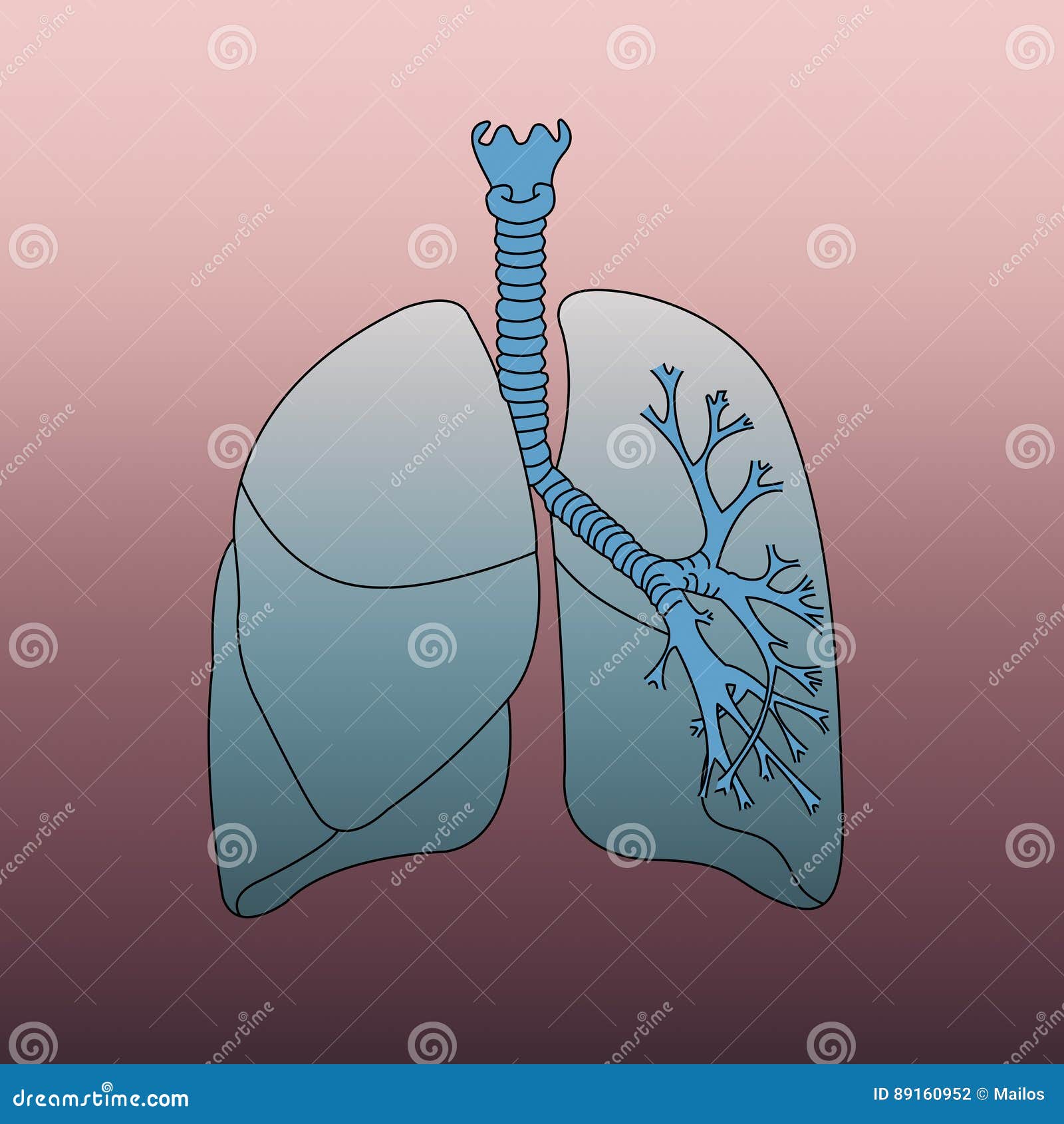 Respiratory System Infographic On Red Background Royalty-Free Stock ...