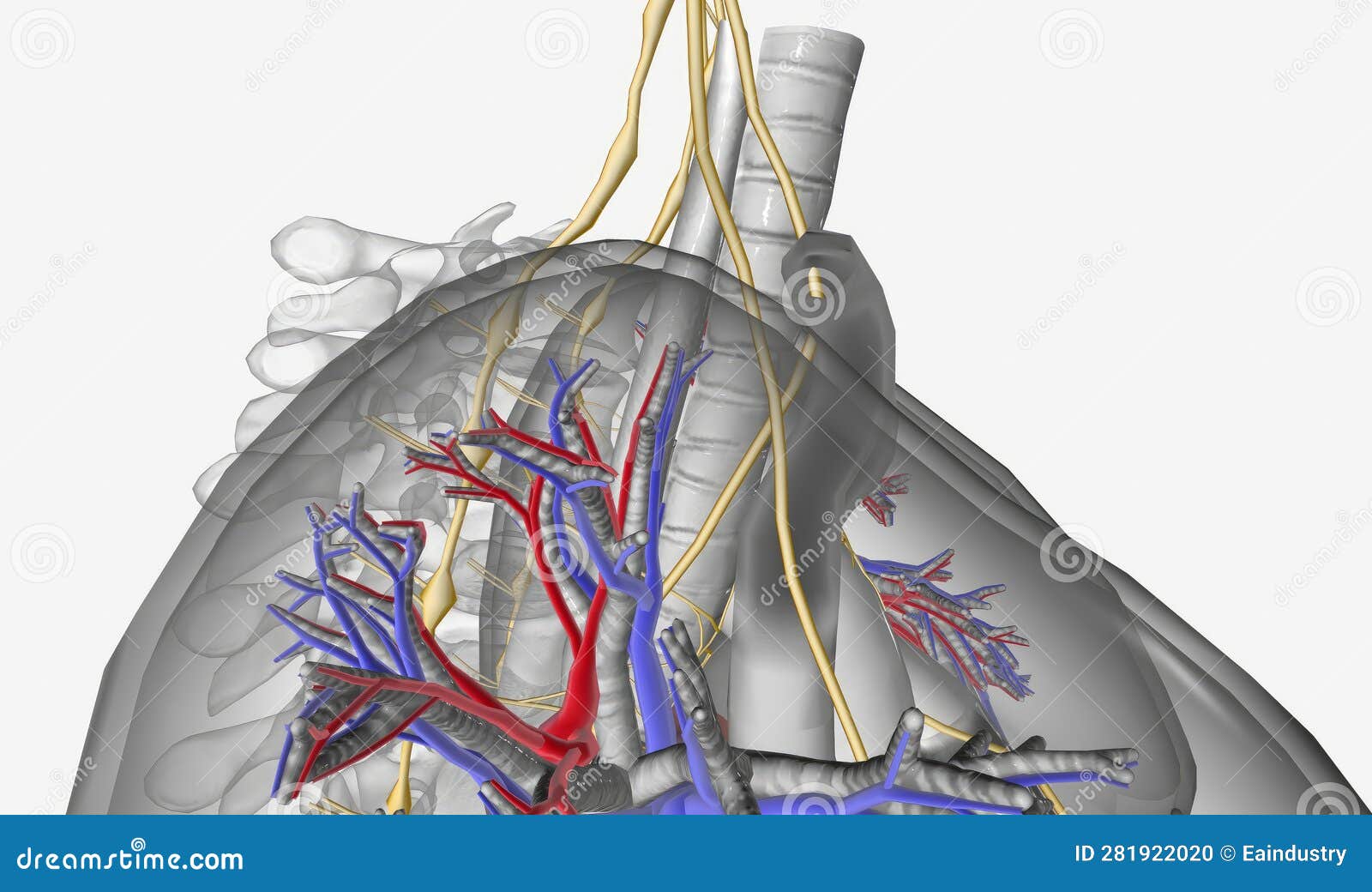 The Respiratory System is Innervated by the Autonomic Nervous Sy Stock ...