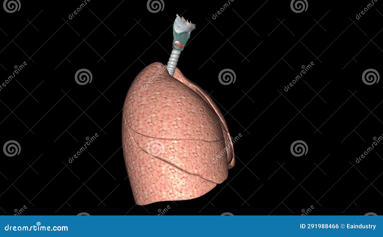 The Respiratory System is the Network of Organs and Tissues that Help ...