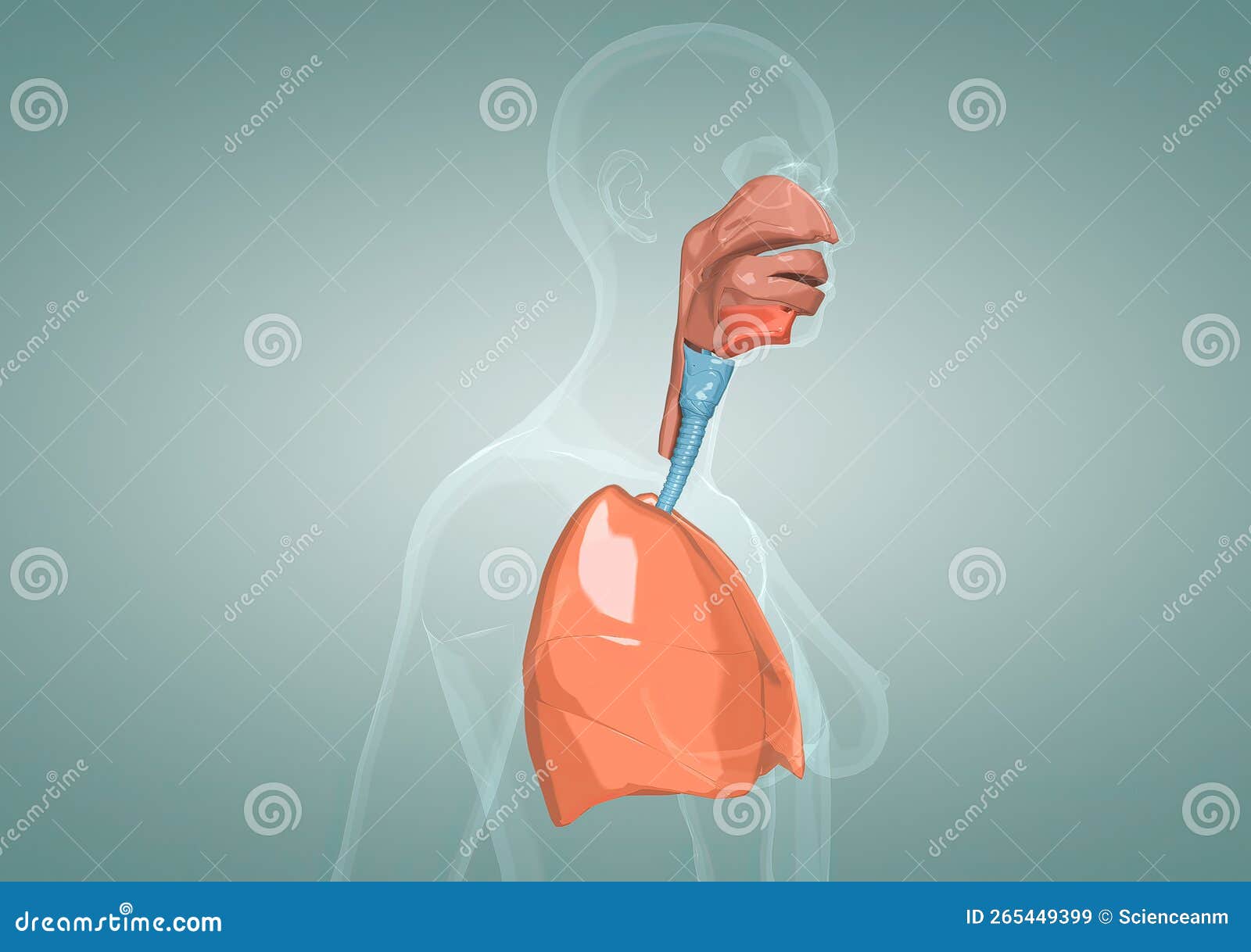 The Respiratory System is the Network of Organs and Tissues that Help ...
