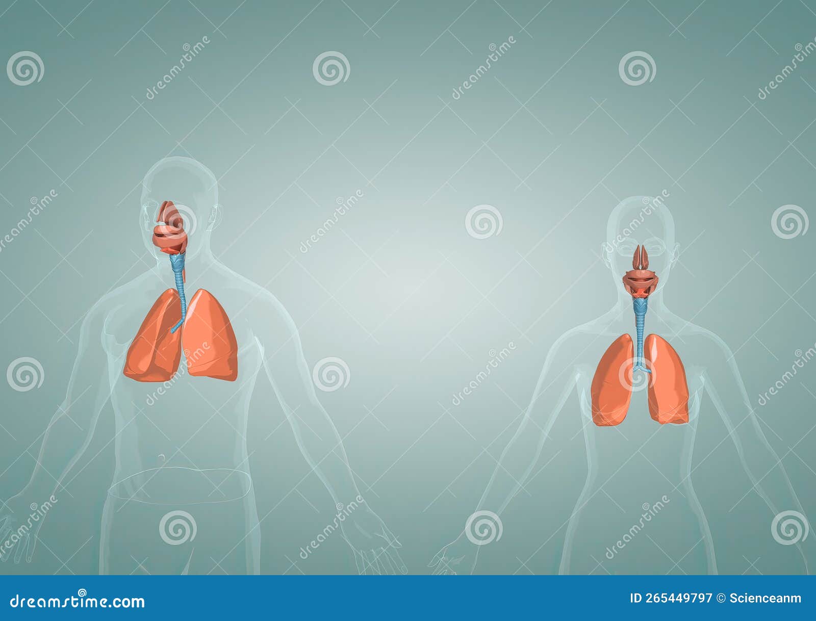 The Respiratory System is the Network of Organs and Tissues that Help ...