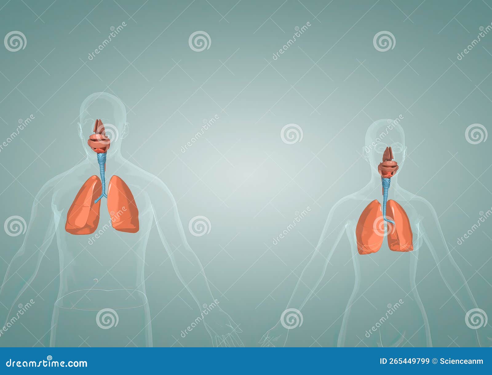 The Respiratory System is the Network of Organs and Tissues that Help ...