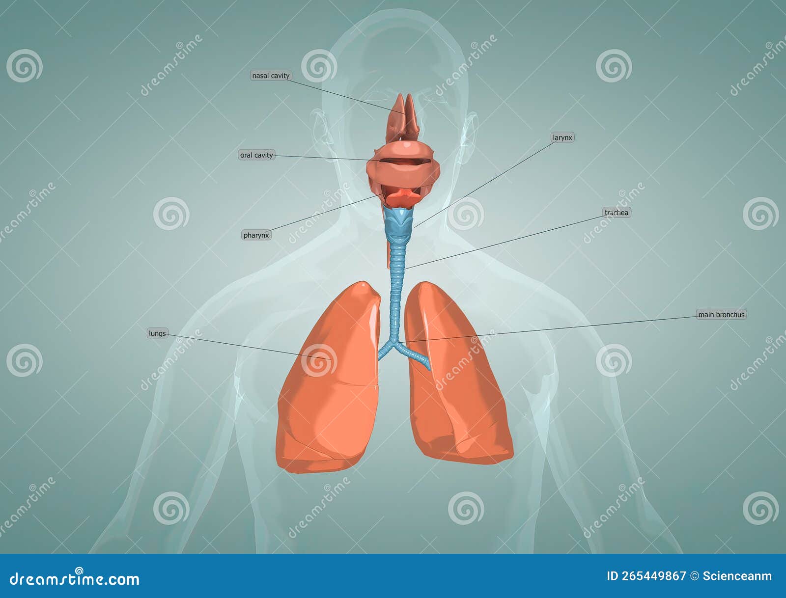 The Respiratory System is the Network of Organs and Tissues that Help ...