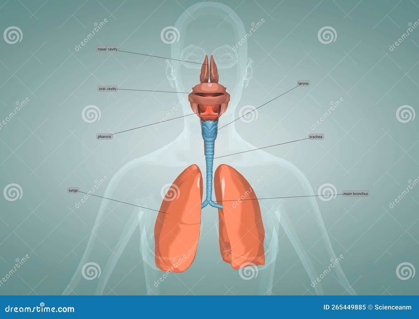 The Respiratory System is the Network of Organs and Tissues that Help ...