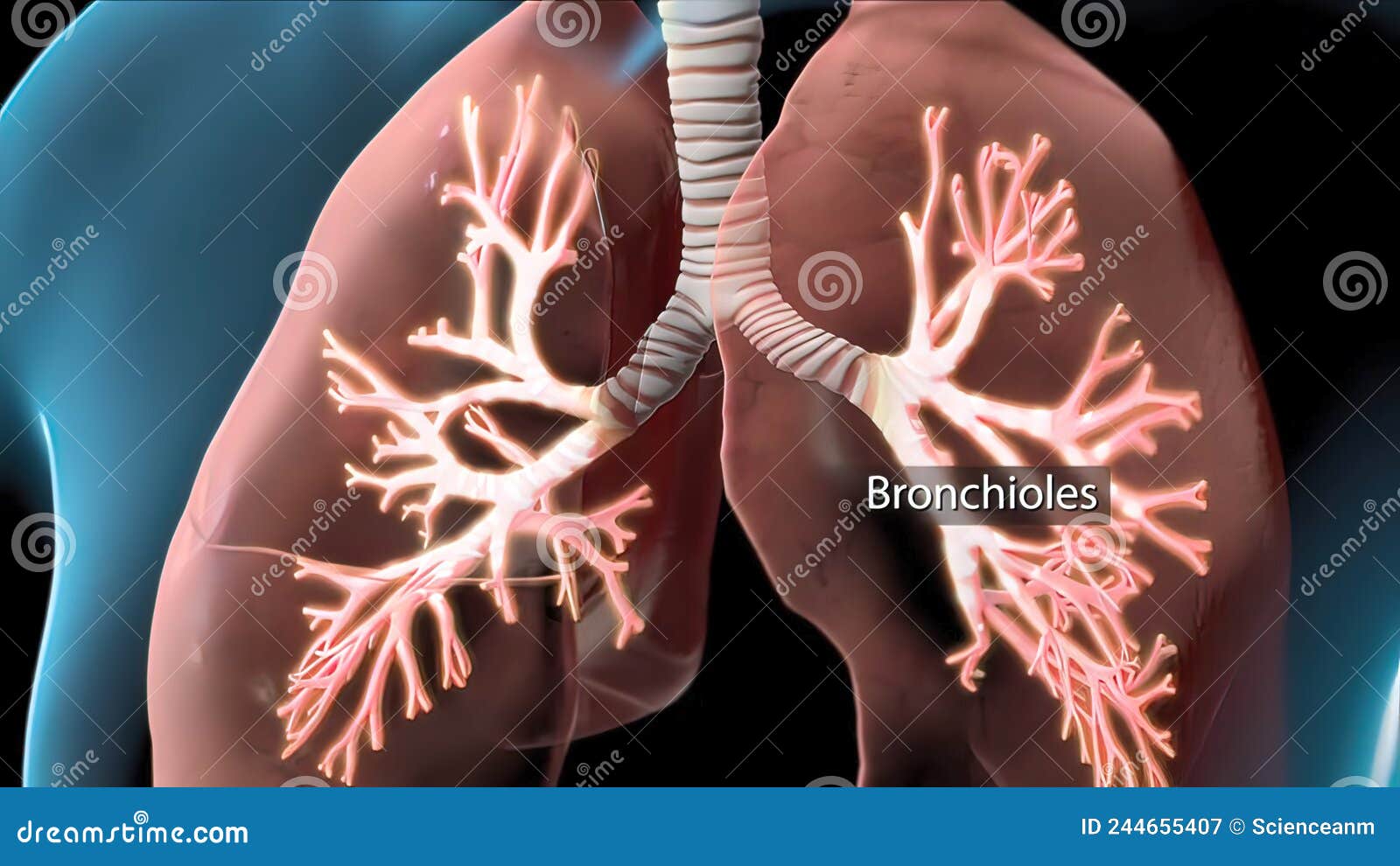 Respiratory System Organs are Divided into Upper Respiratory Tract and ...