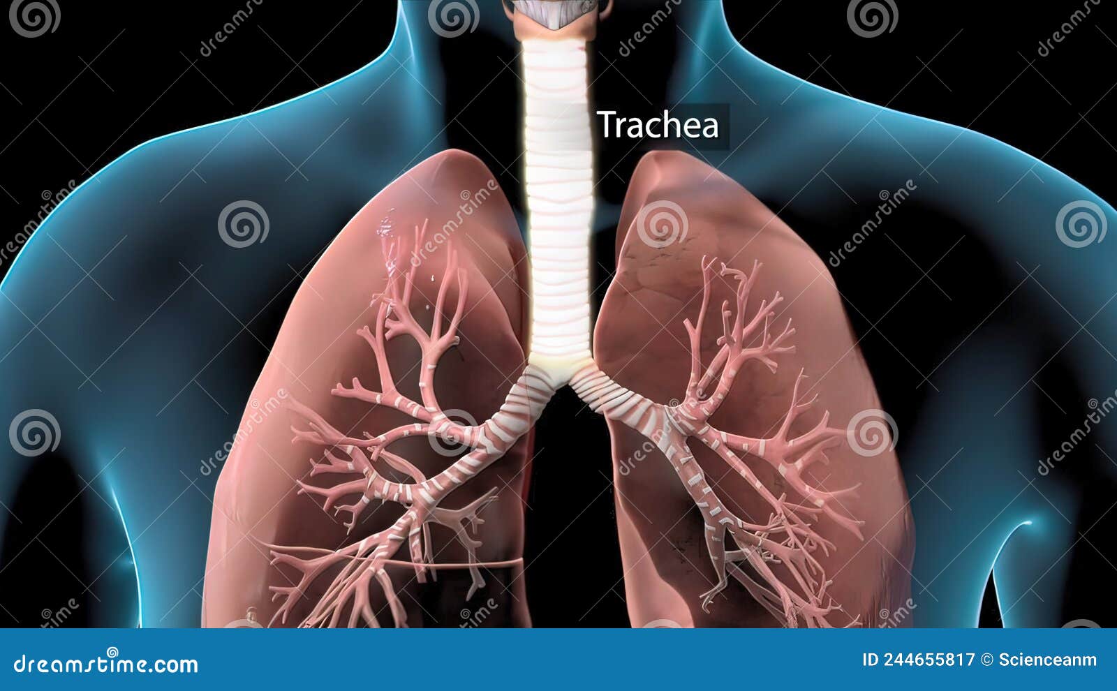 Respiratory System Organs are Divided into Upper Respiratory Tract and ...