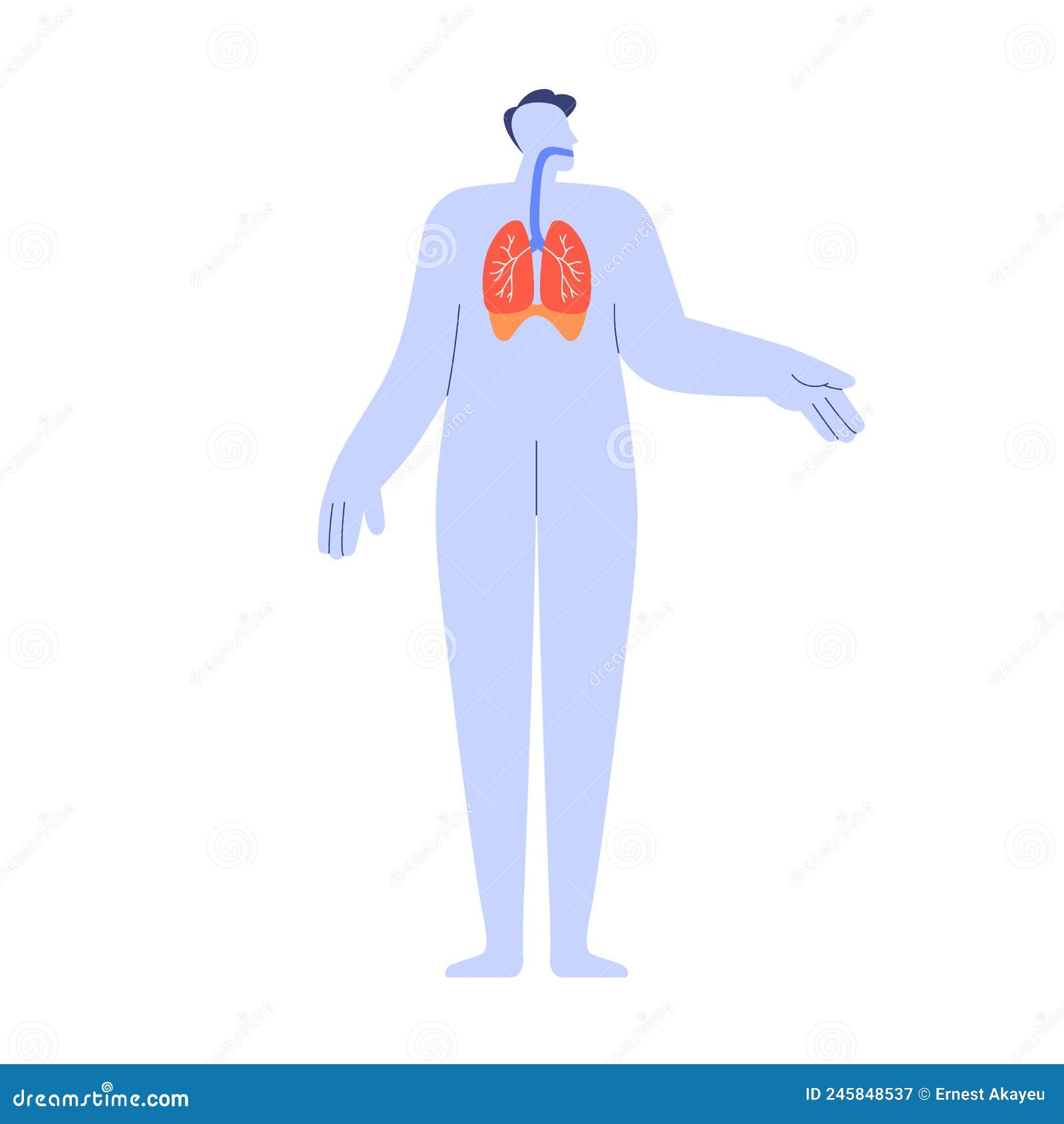 Respiratory System With Pulmonary Organs Bronchi Lungs Human Body