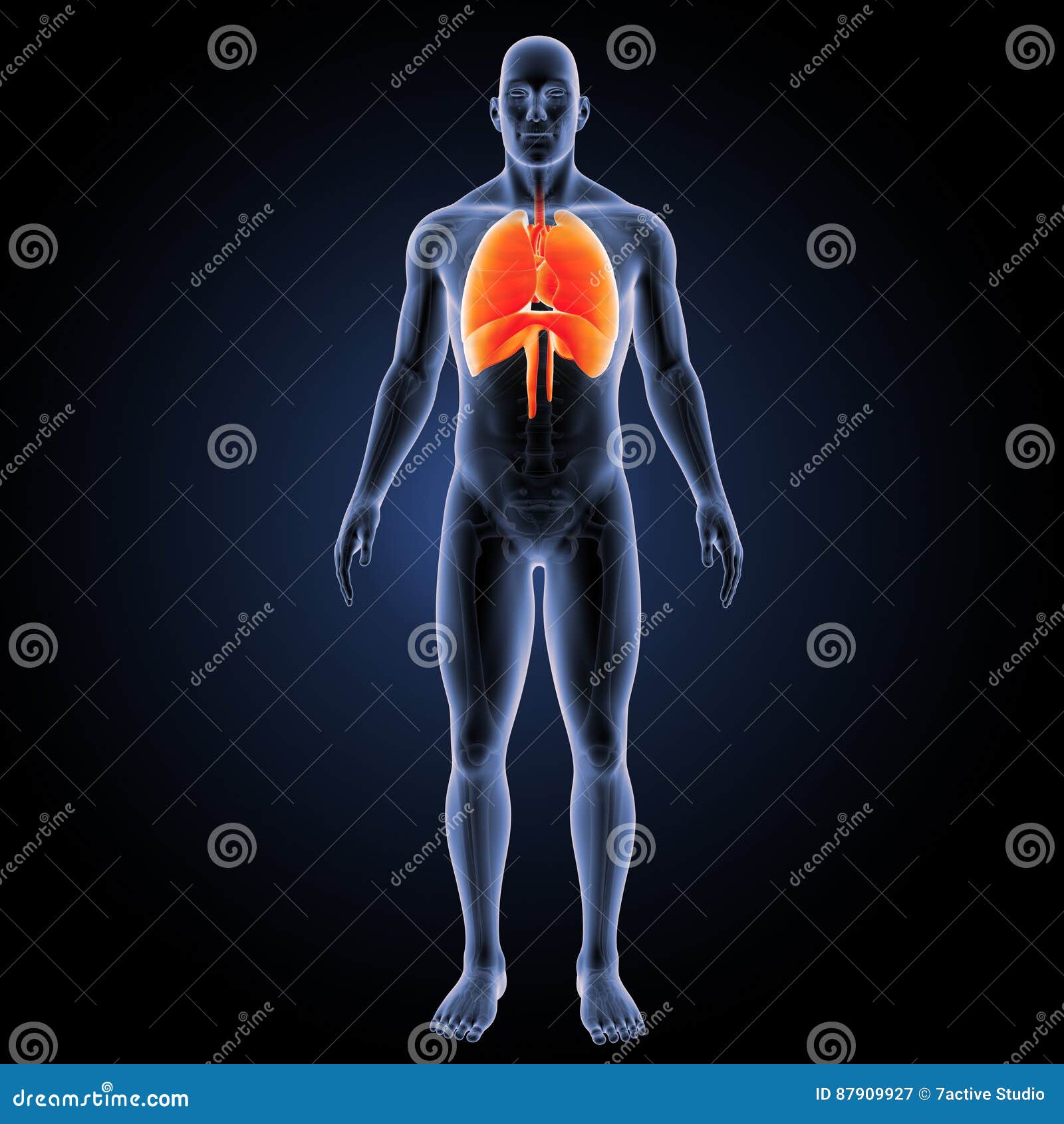 Respiratory System with Skeleton Anterior View Stock Illustration ...
