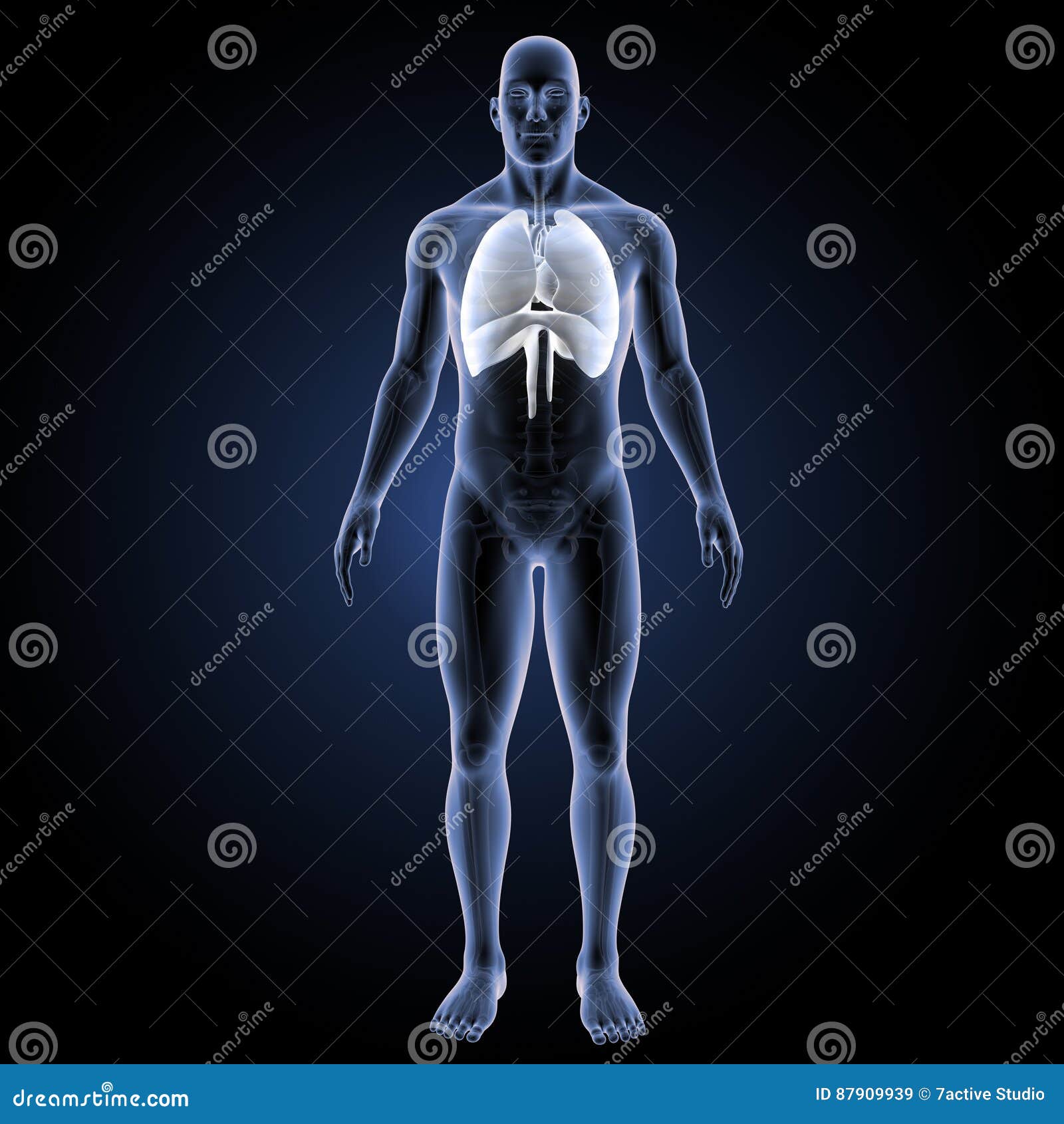 Respiratory System with Skeleton Anterior View Stock Illustration ...
