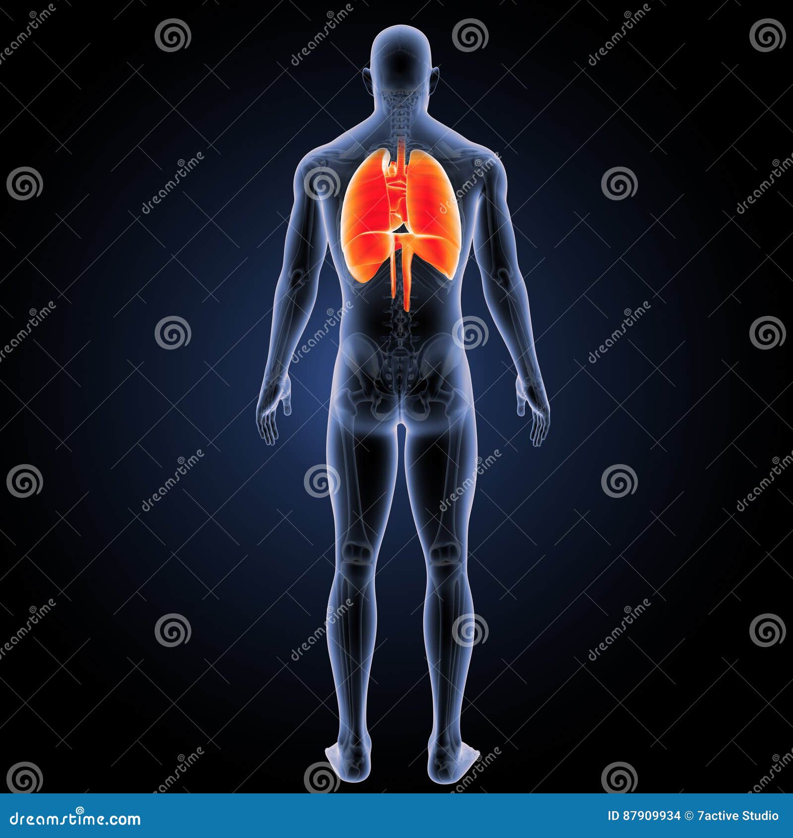 Respiratory System with Skeleton Posterior View Stock Illustration ...