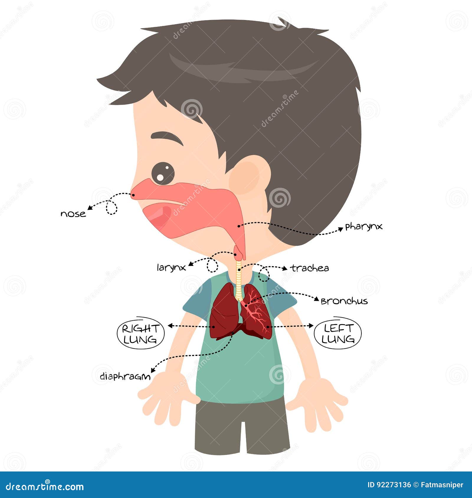 Respiratory tract stock illustration. Illustration of color - 92273136