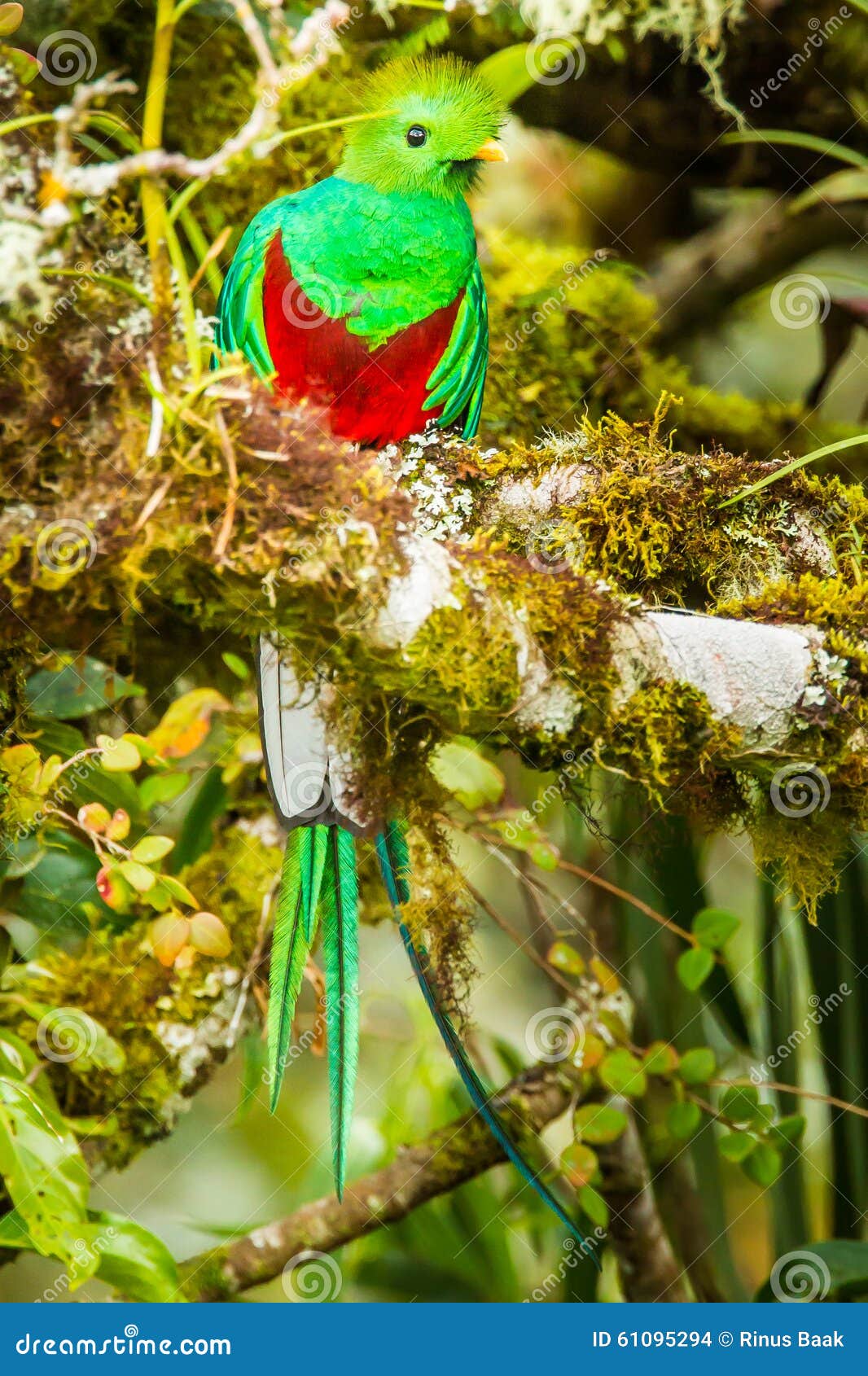 Resplendent Quetzal stock photo. Image of quetzal, pharomachrus - 61095294