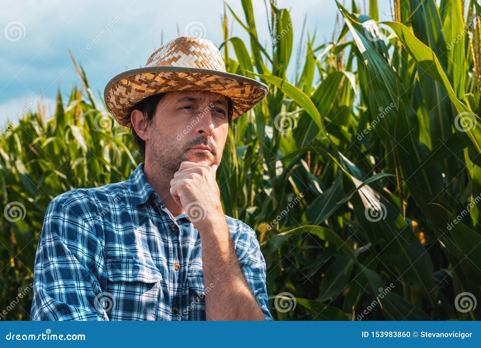 Responsible Corn Farmer in Field Thinking Stock Photo - Image of ...