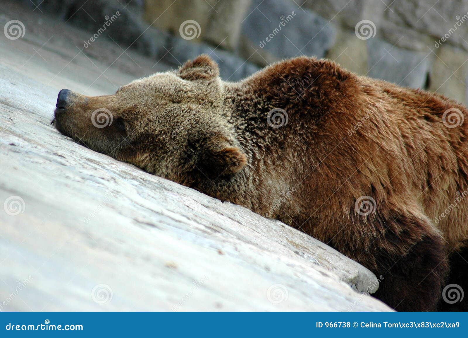 Rest stock photo. Image of strong, power, bear, rest, outdoor - 966738