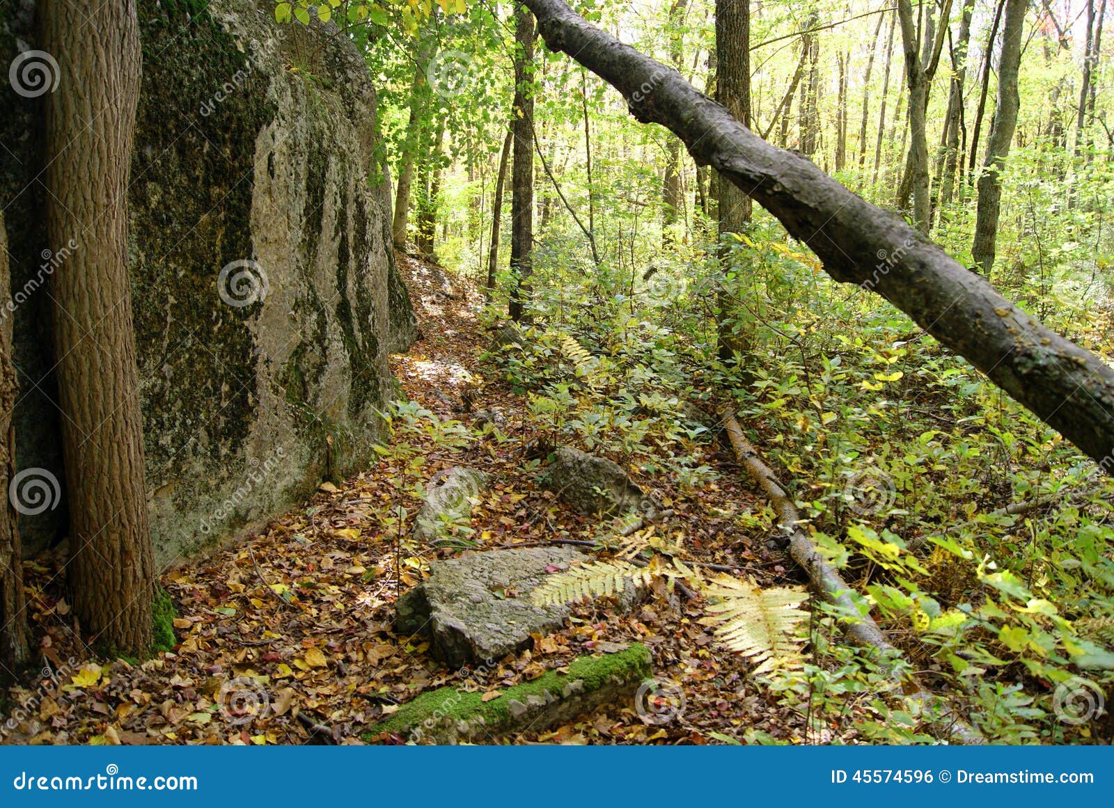 For Rest stock photo. Image of tranqulity, leaves, forest - 45574596