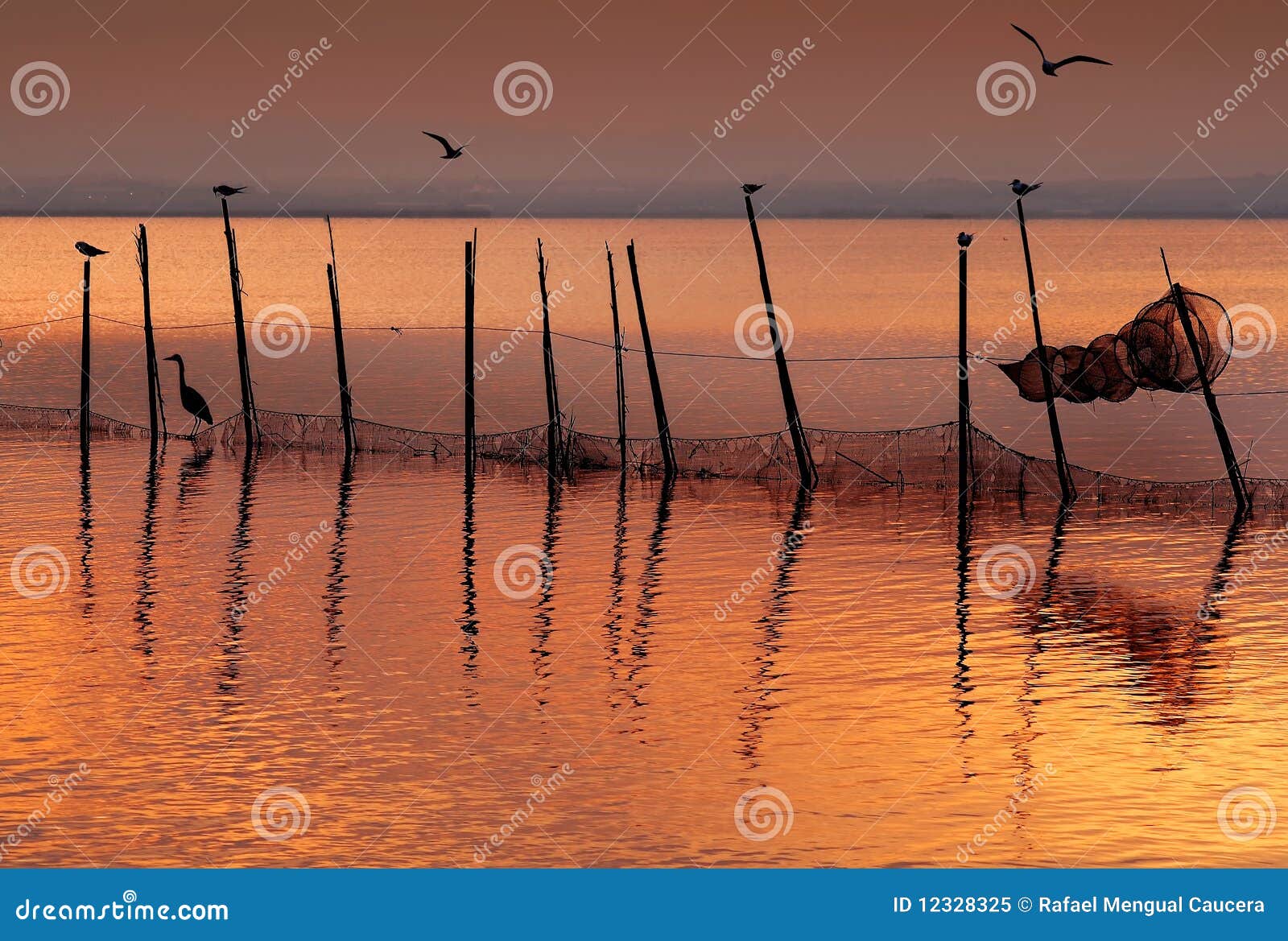 The rest of the birds stock image. Image of natural, sunrise - 12328325