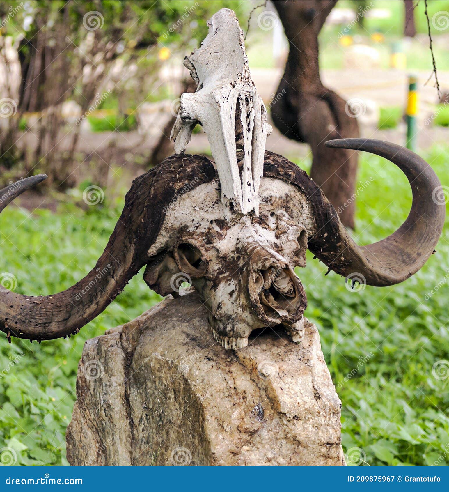 Rest of bones with horns stock image. Image of horn - 209875967