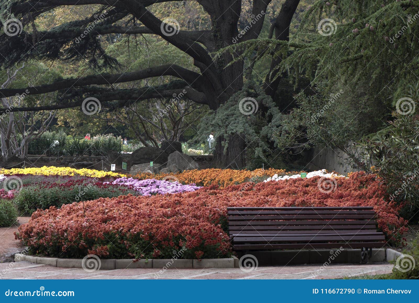 Rest in a botanical garden stock photo. Image of chrysanthemums - 116672790