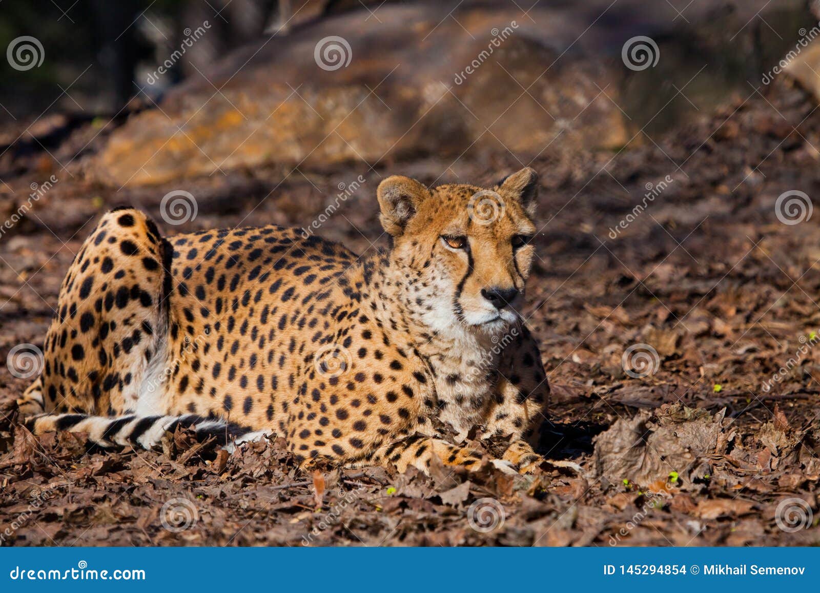 On a Rest.a Bright Red Cheetah is Resting and Looking Down on a ...