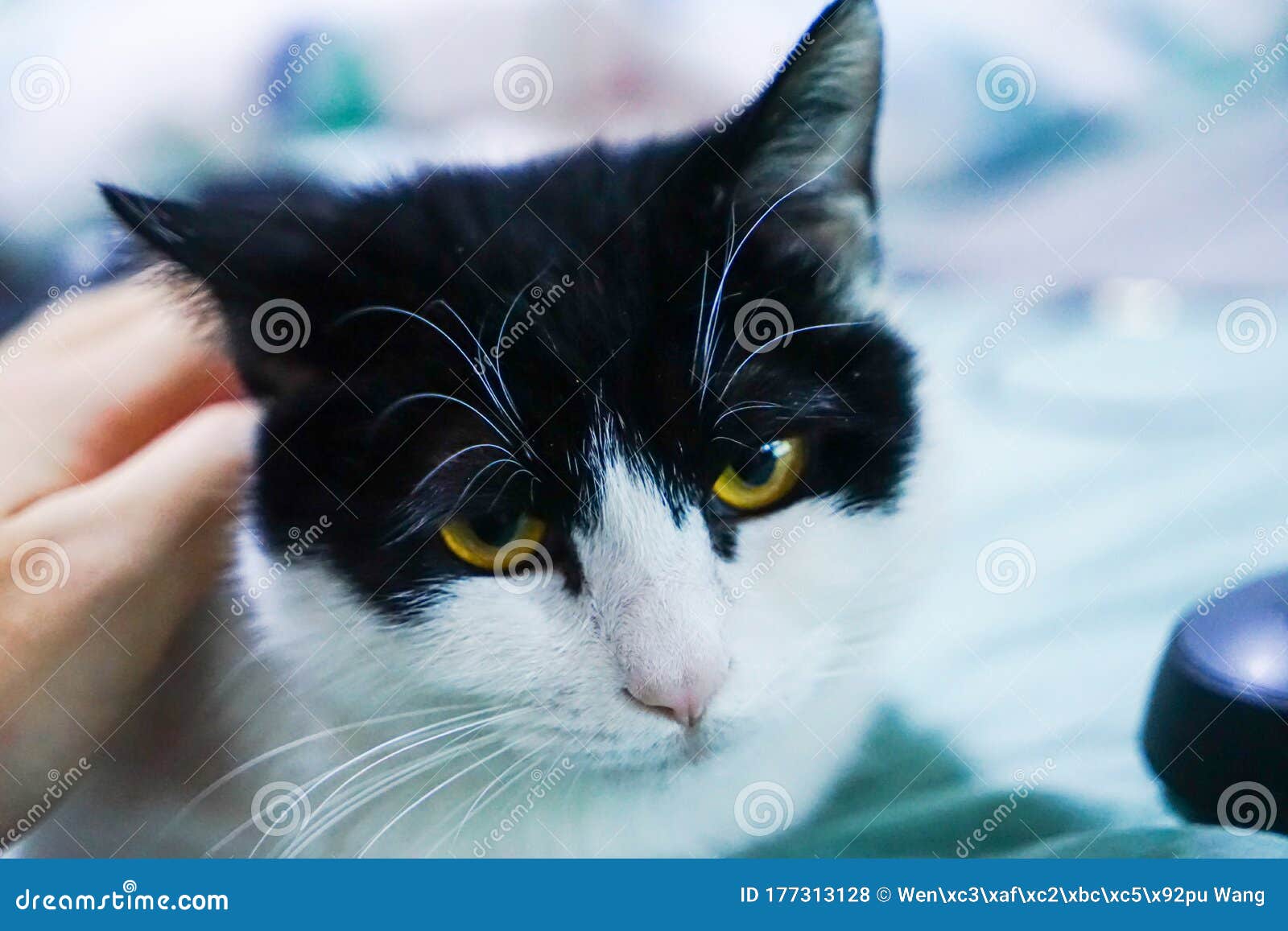 Rest on the Chin of a Black Cat Stock Photo - Image of adorable, young ...