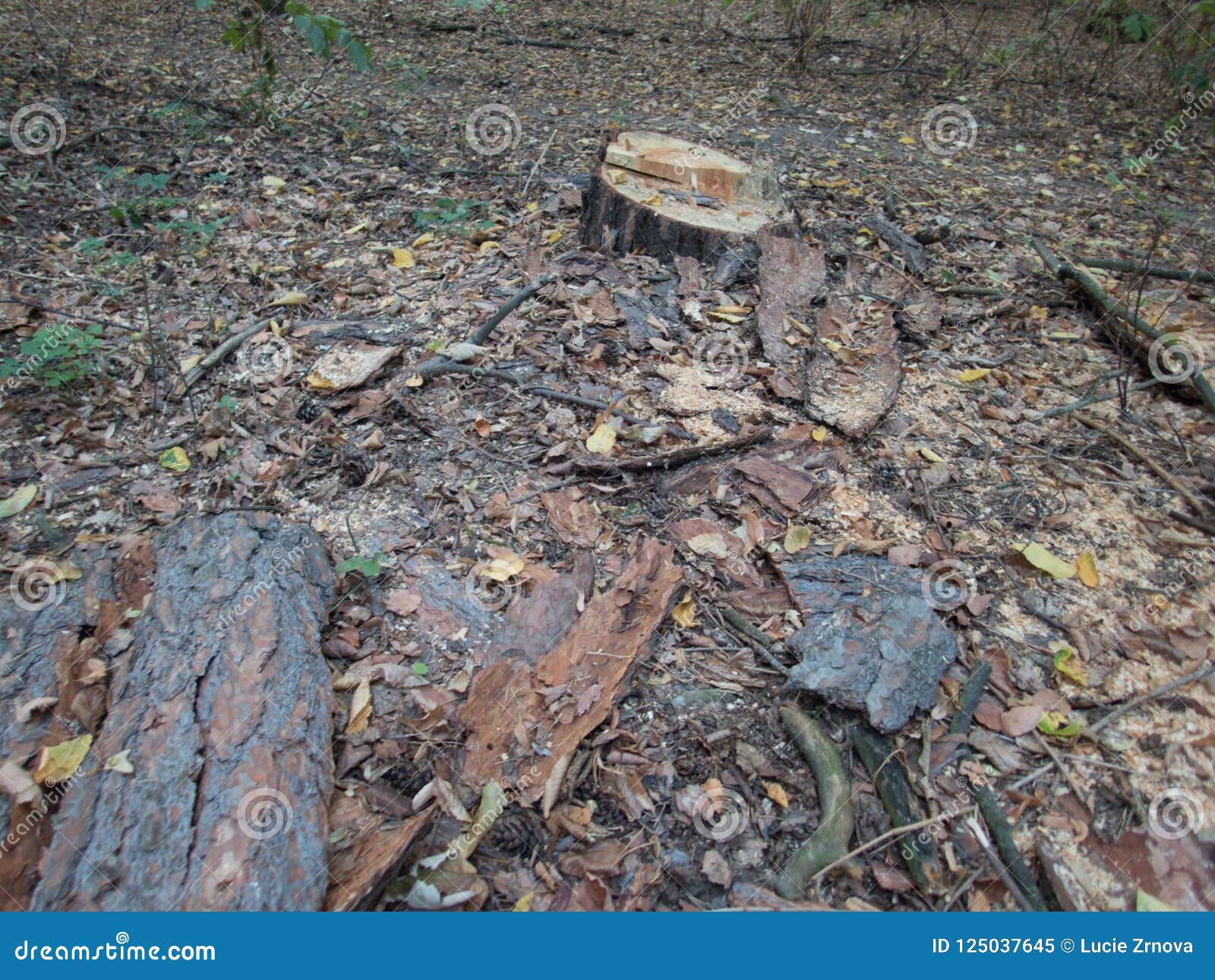 Rest of a Cut Tree in a Forest Stock Image - Image of ecology, stack ...