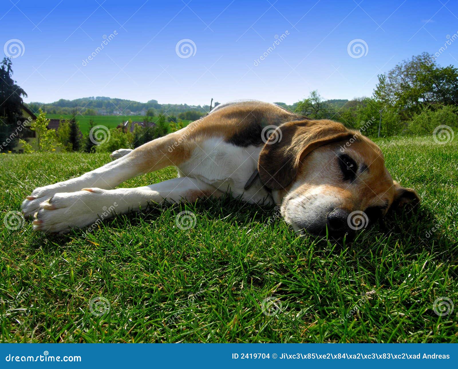 Rest dog stock photo. Image of animal, beagle, touching - 2419704
