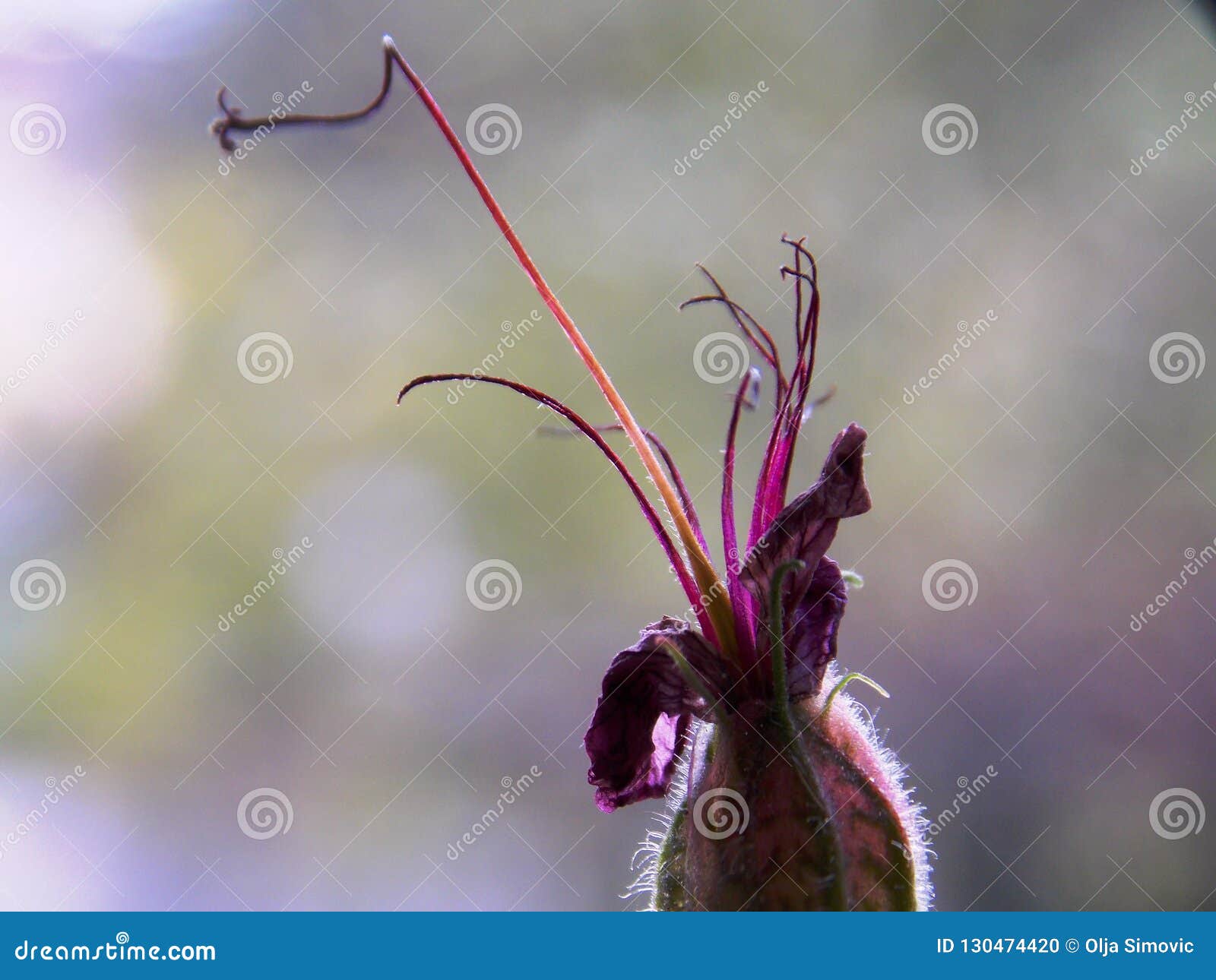 Rest of the Flowers in Autumn Stock Photo - Image of plant, rest: 130474420