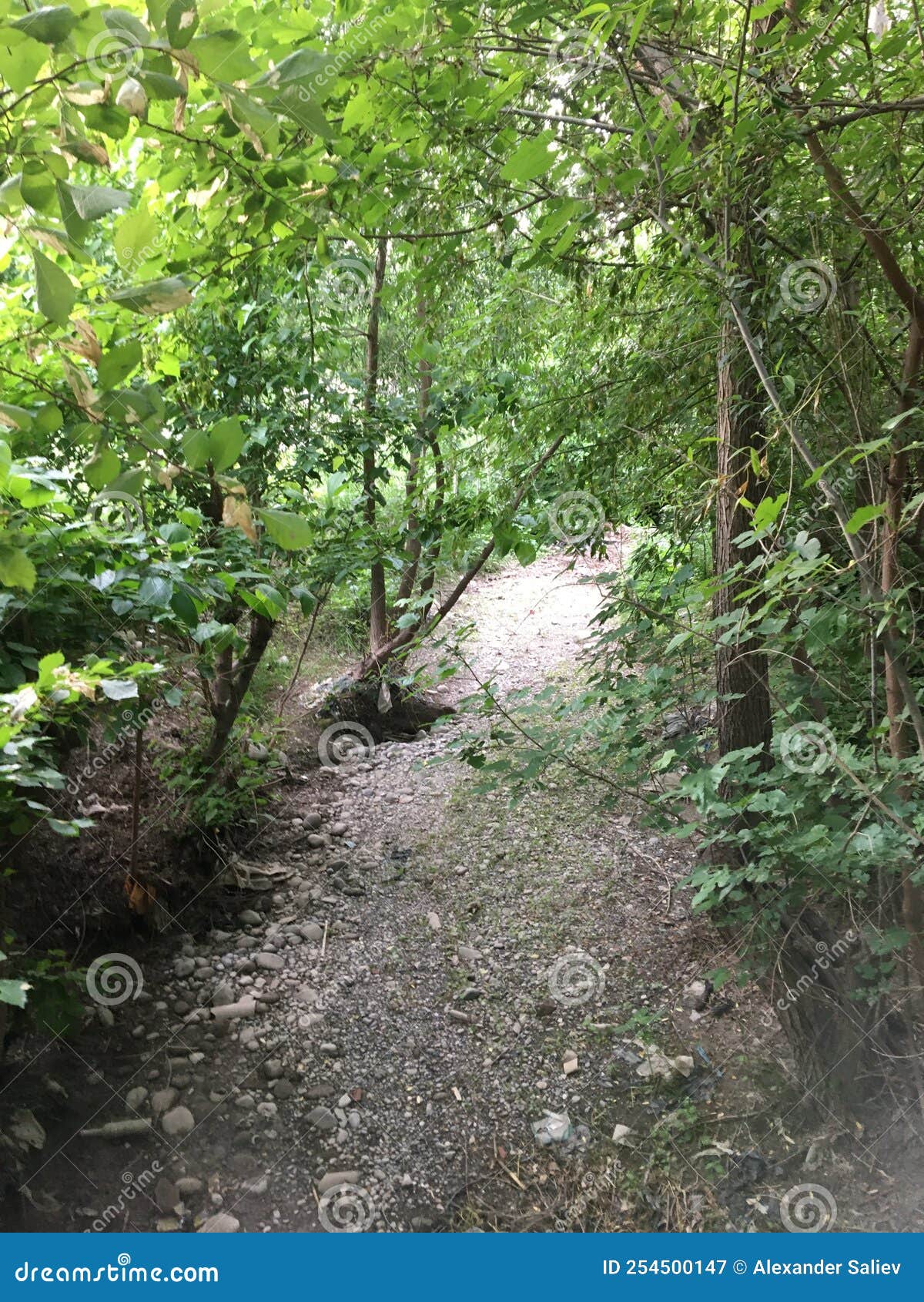 Rest in the forest stock image. Image of forest, nature - 254500147