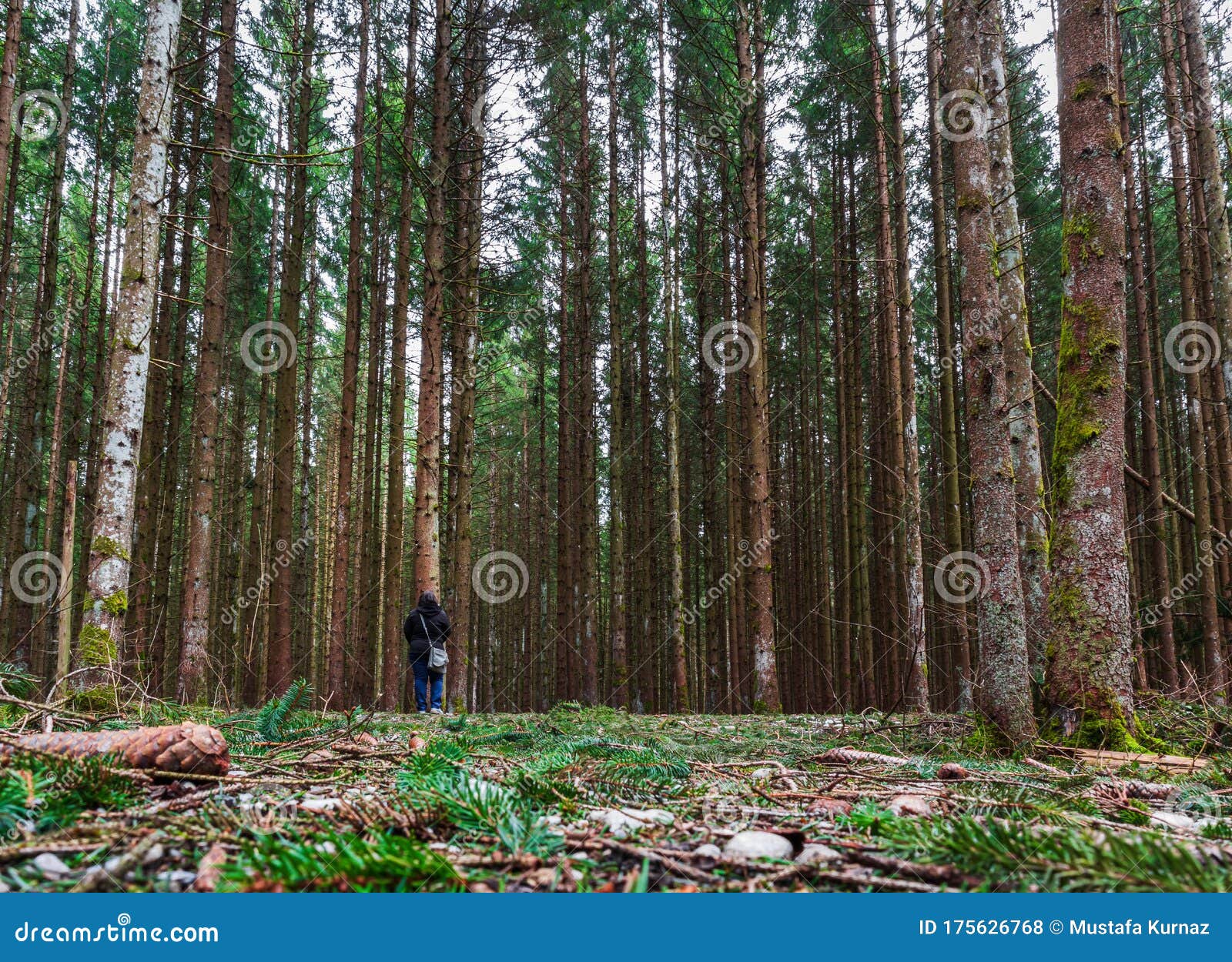 Rest in the Forest with Trees Stock Photo - Image of moss, park: 175626768