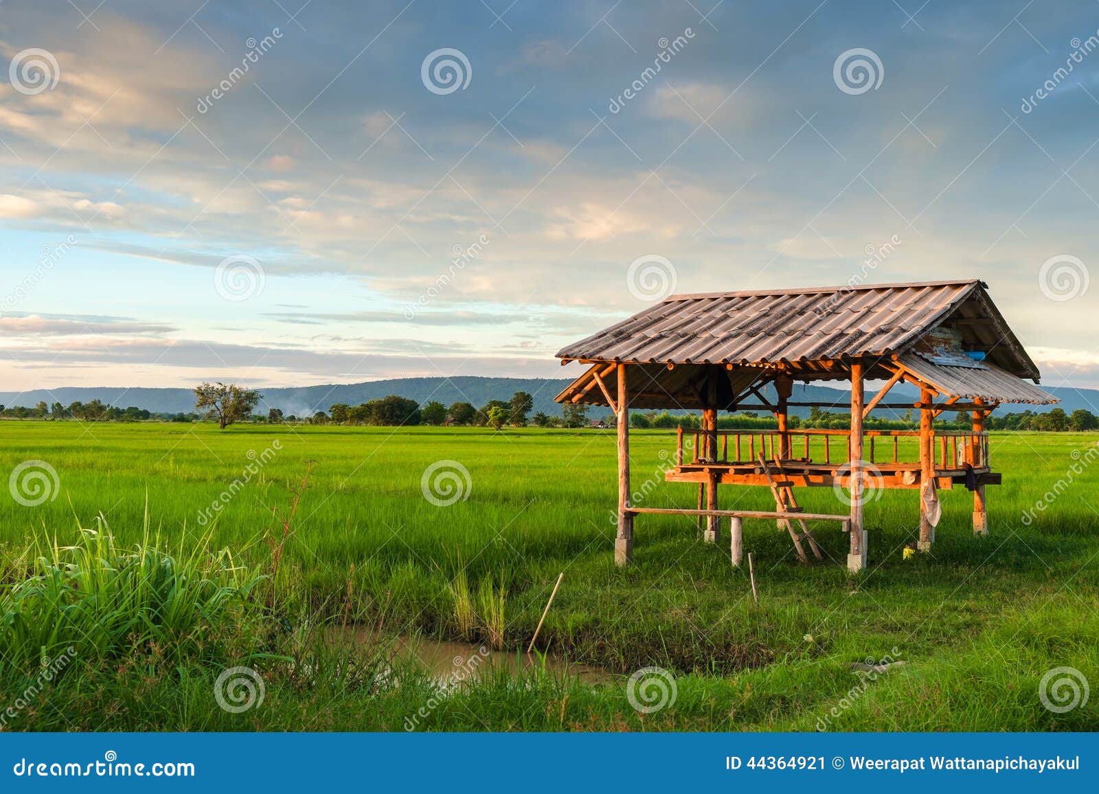 Rest hut stock image. Image of cultivated, field, paddy - 44364921