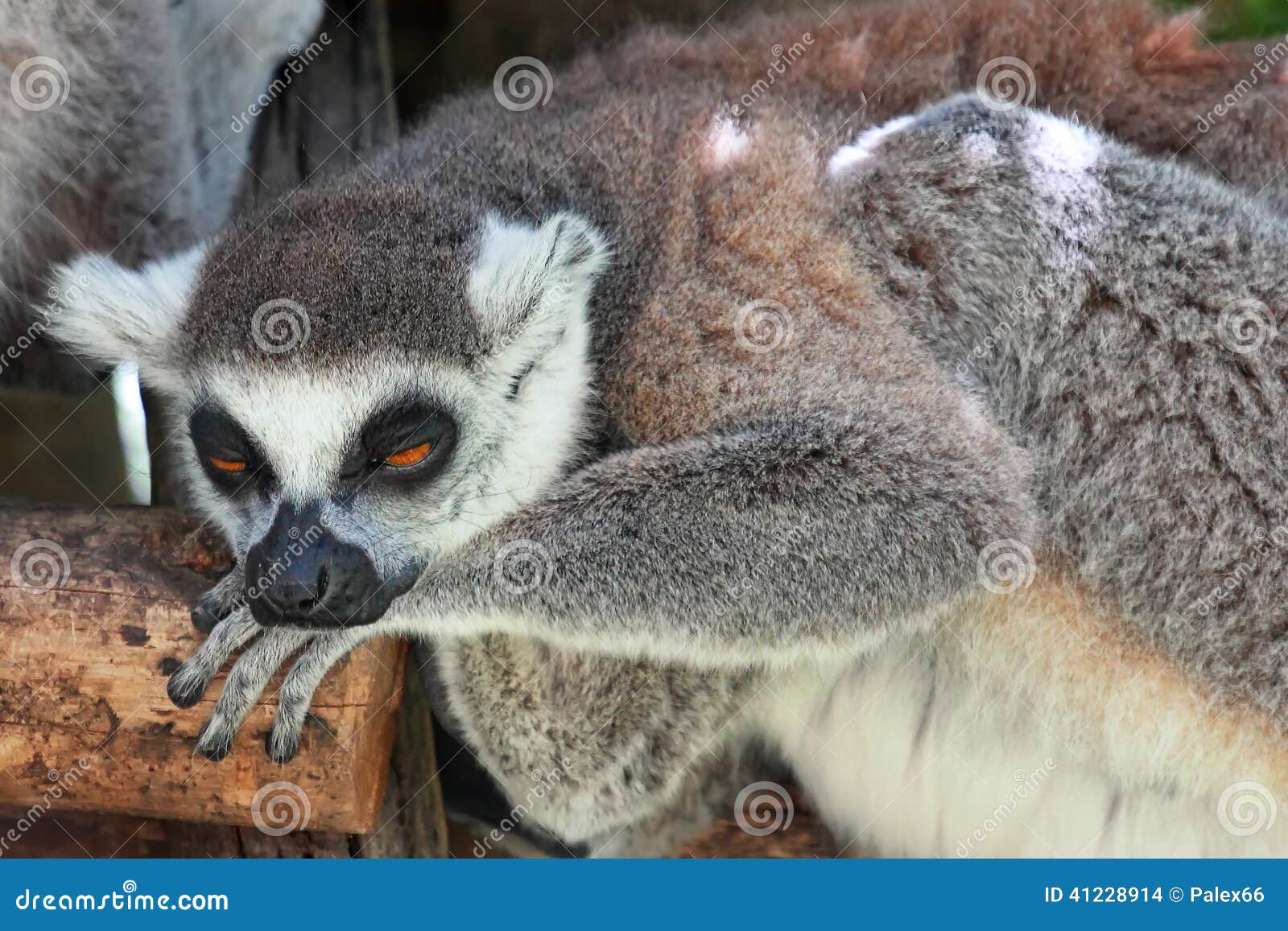 Rest stock photo. Image of exotic, animal, israel, mammal - 41228914