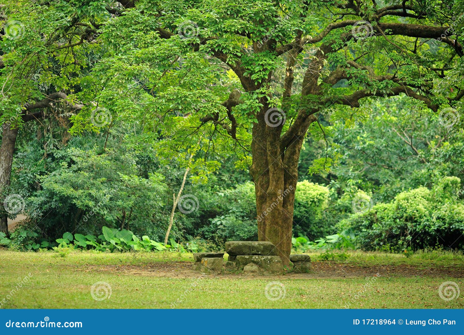 153,976 Tree Rest Photos - Free & Royalty-Free Stock Photos from Dreamstime