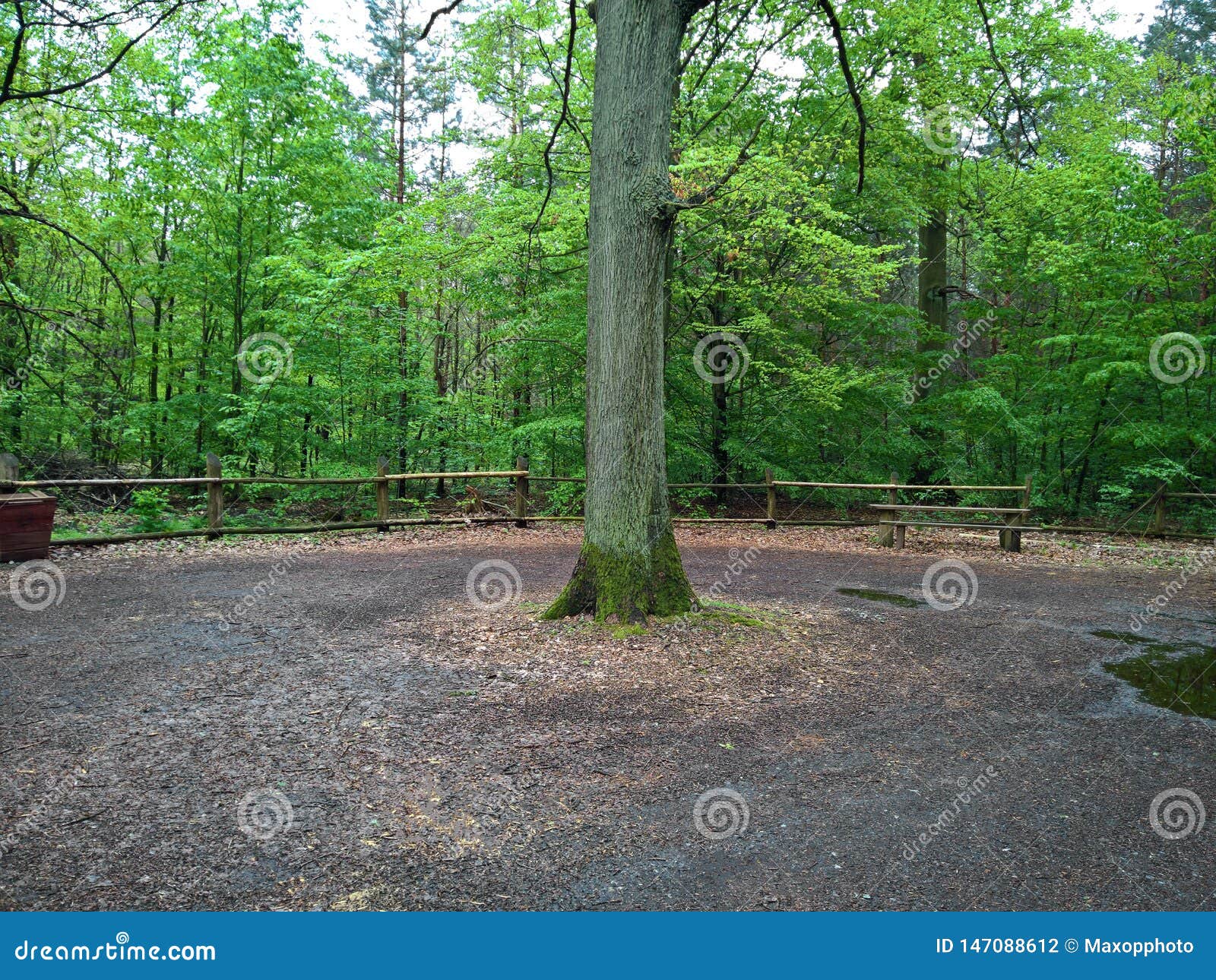 Rest Place in the Woods with Parking Stock Photo - Image of recreation ...