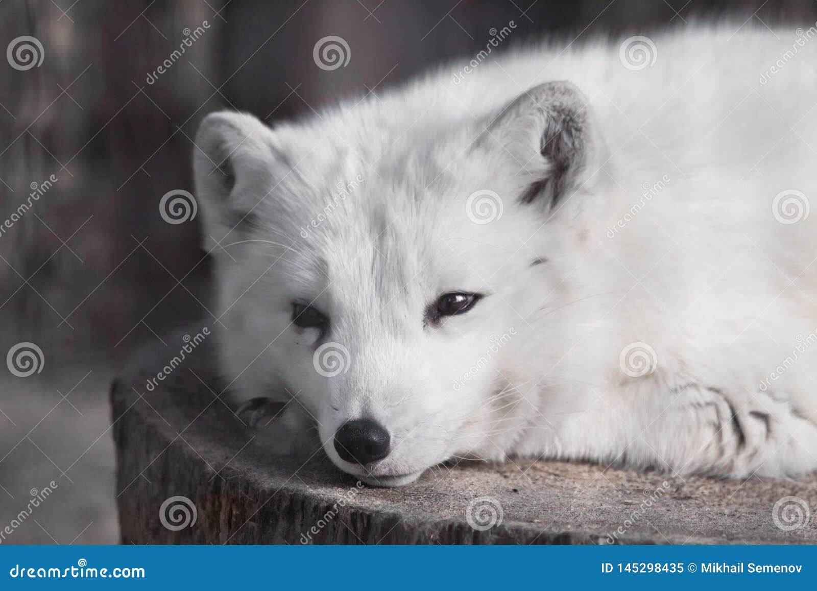 Rest and Pretty Look. Cute White Fox Muzzle Close-up, in the Winter Fur ...