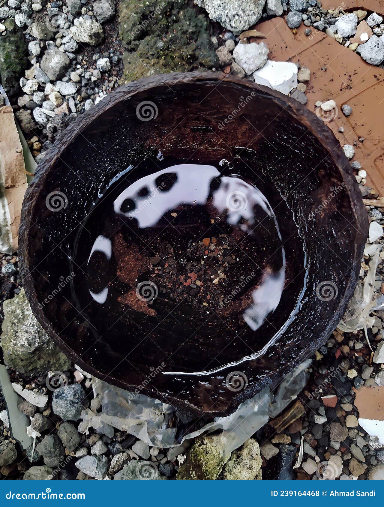 The Rest of the Rain that Falls is Accommodated in the Coconut Shell ...