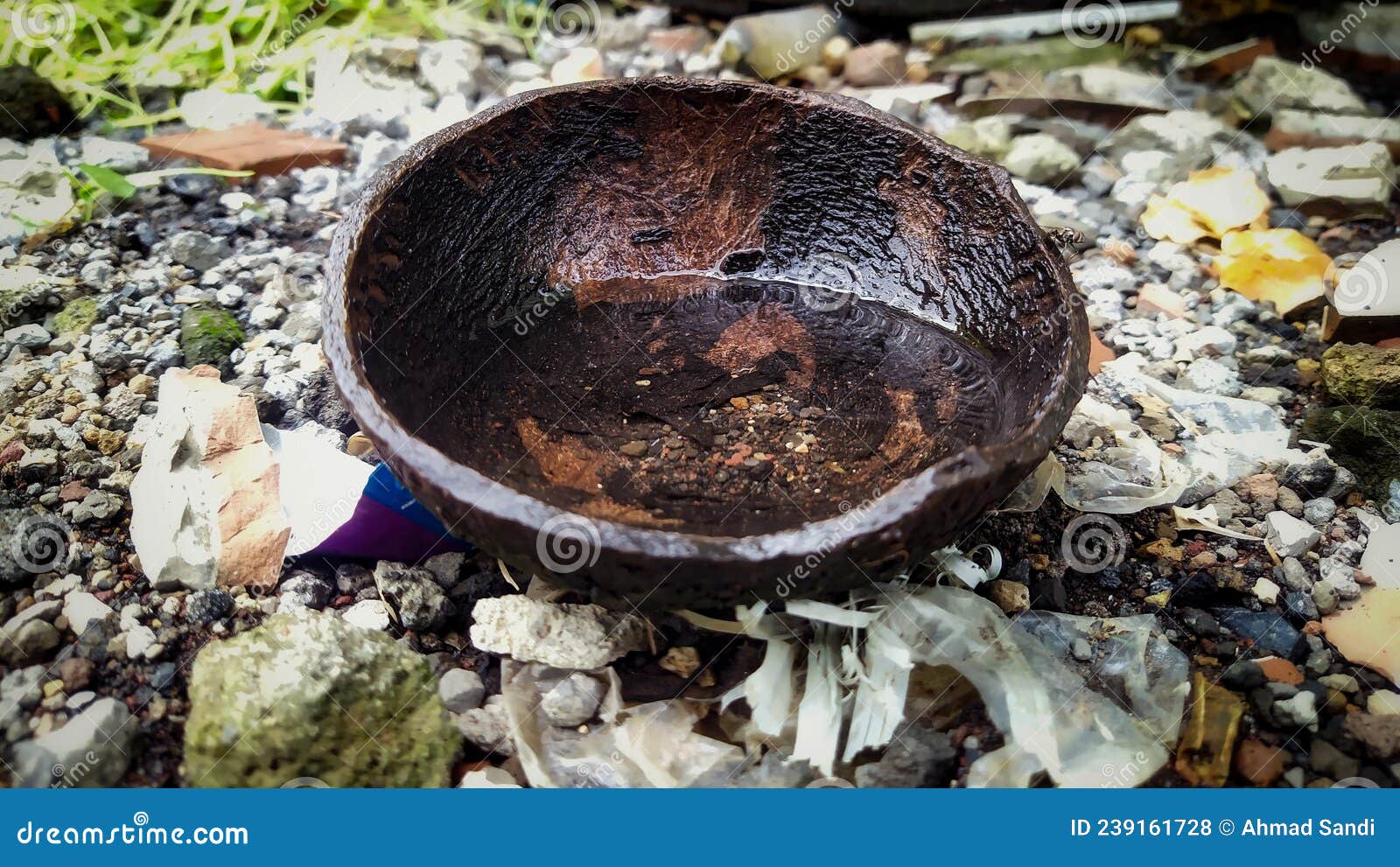 The Rest of the Rainwater is Stored in the Coconut Shell Stock Photo ...