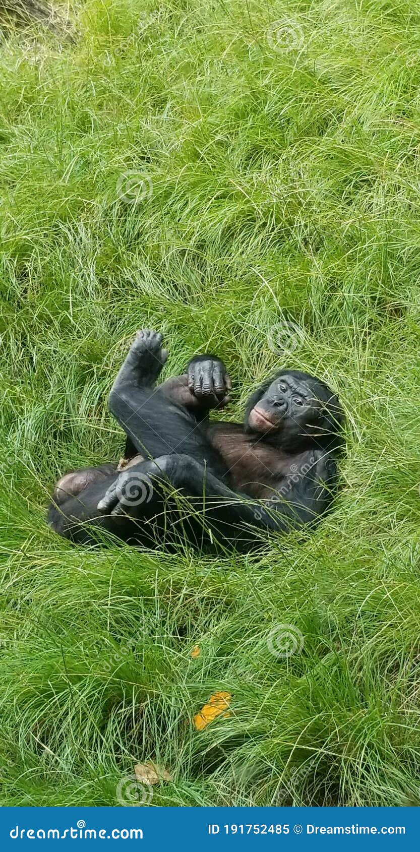 Relaxing Chimpanzee - Portland Zoo Stock Image - Image of macaque ...